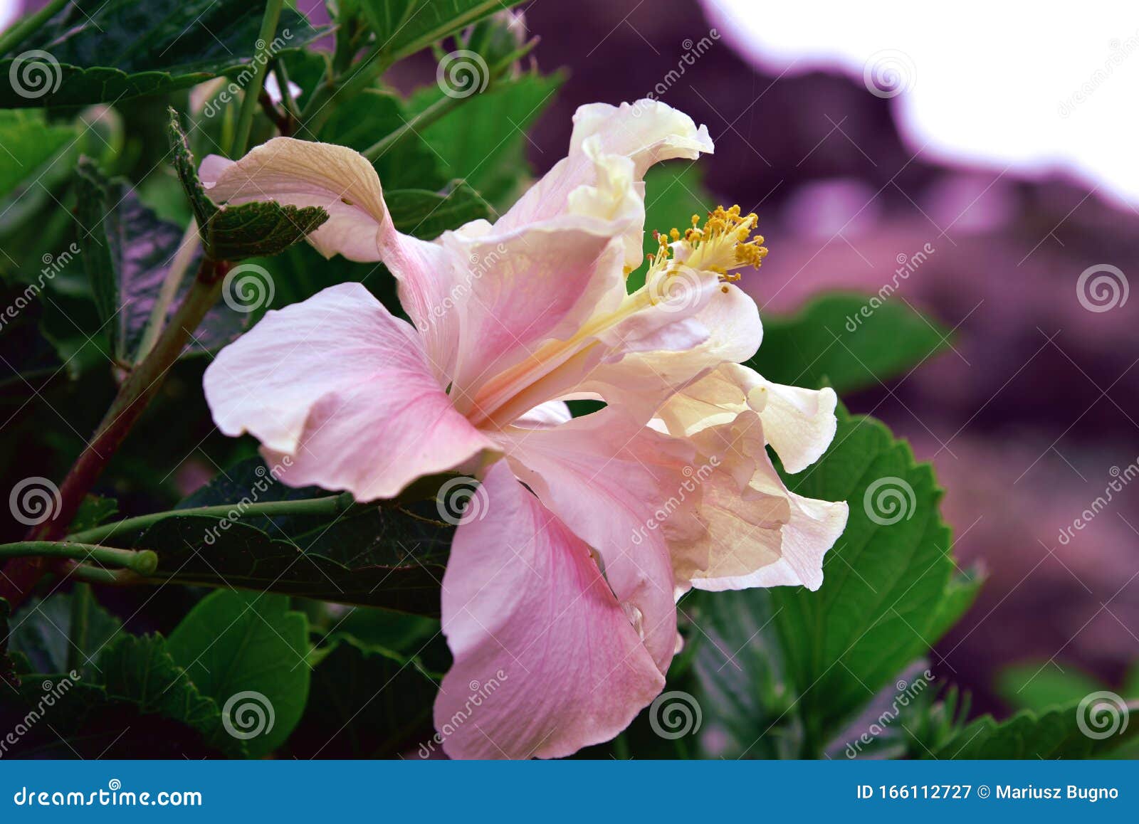 Pink Hibiscus Flower on a Green Unfocused Background. Stock Image ... Pink Hibiscus Flower on a Green Unfocused Background. Stock Image ...