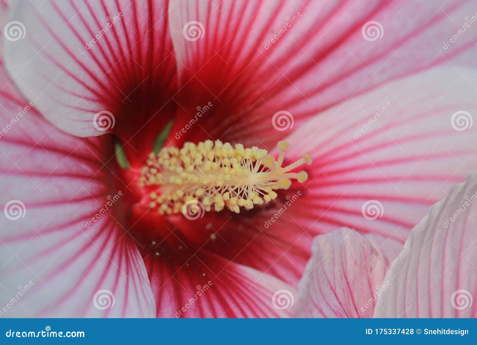 Pink Hibiscus Flower Inside Details Stock Photo - Image of background ...
