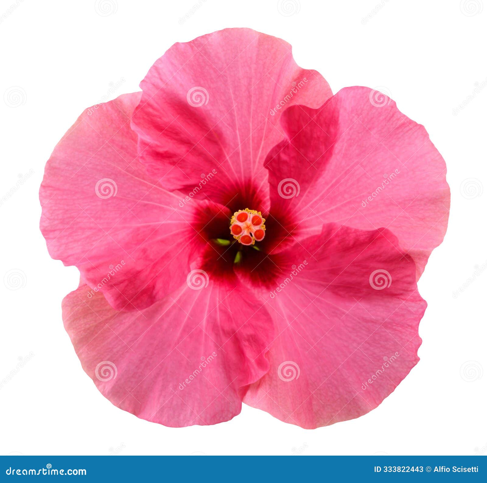 Pink Hibiscus Flower Royalty-Free Stock Photography | CartoonDealer.com ...