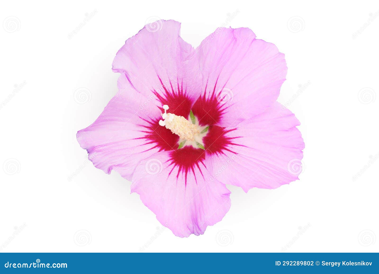 Pink Hibiscus Flower Isolated on White Background. Top View. Flat Lay ...