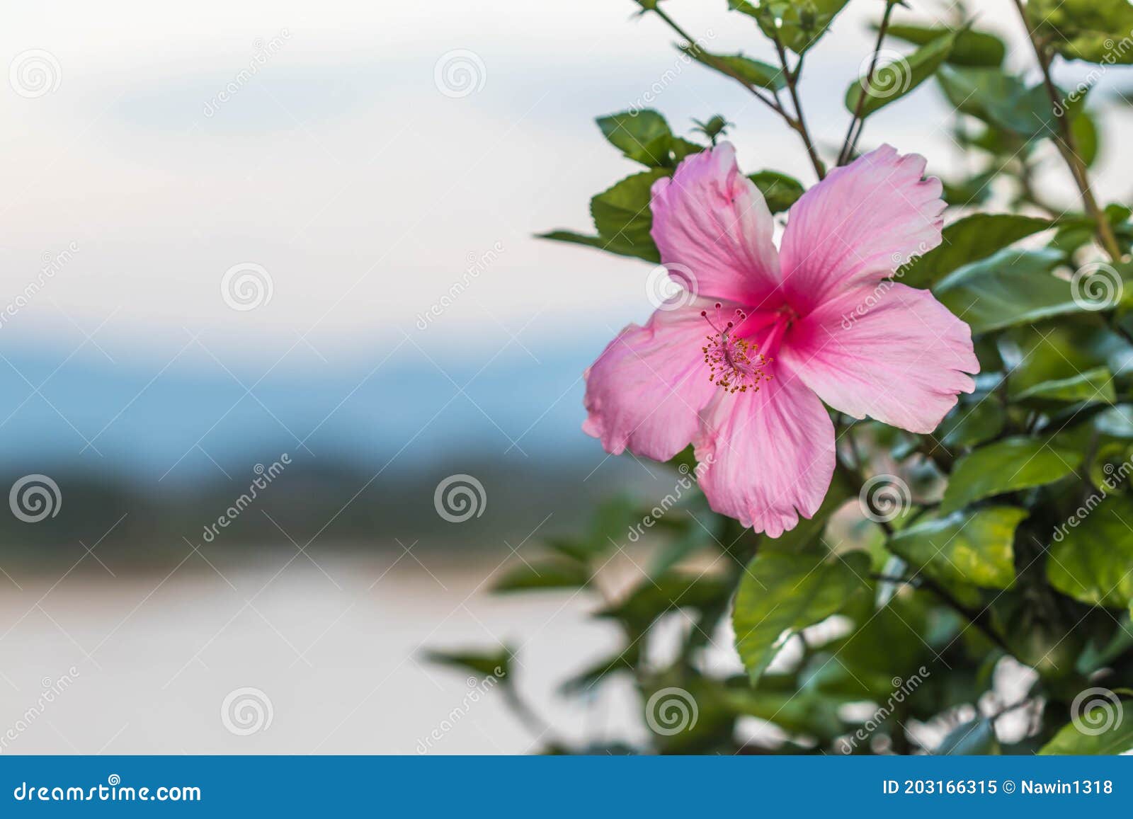 Pink Hibiscus Flower on Nature Background Stock Image - Image of plant ...