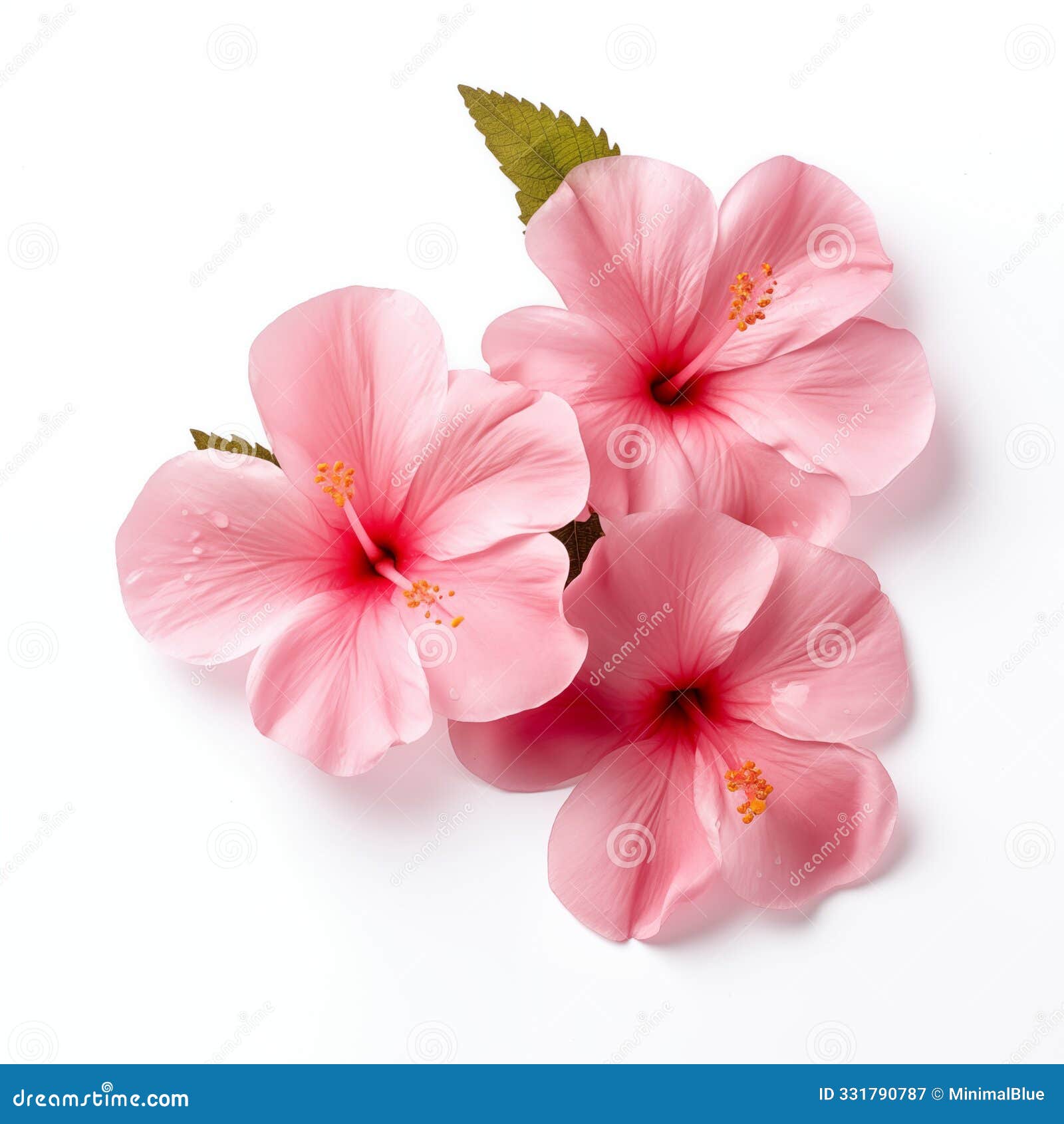 Pink Hibiscus Flowers on White Background Stock Illustration ...
