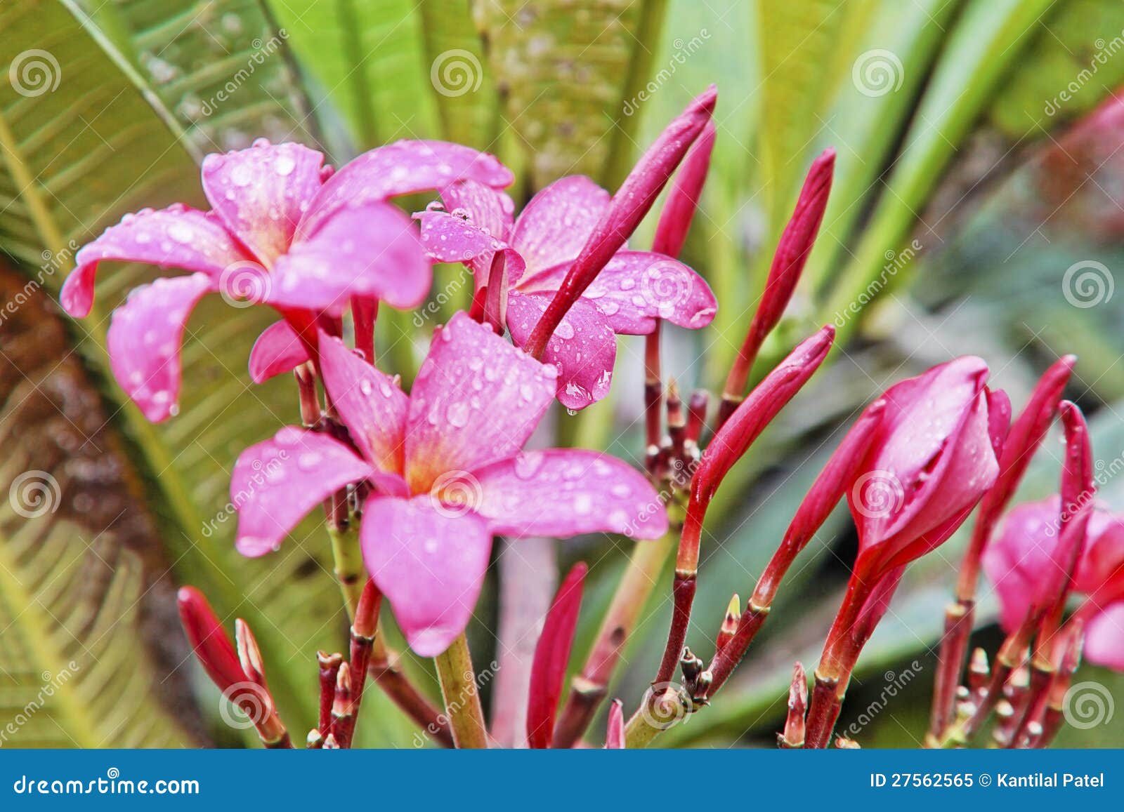 Goan Flowers Stock Photos - Free & Royalty-Free Stock Photos from ...