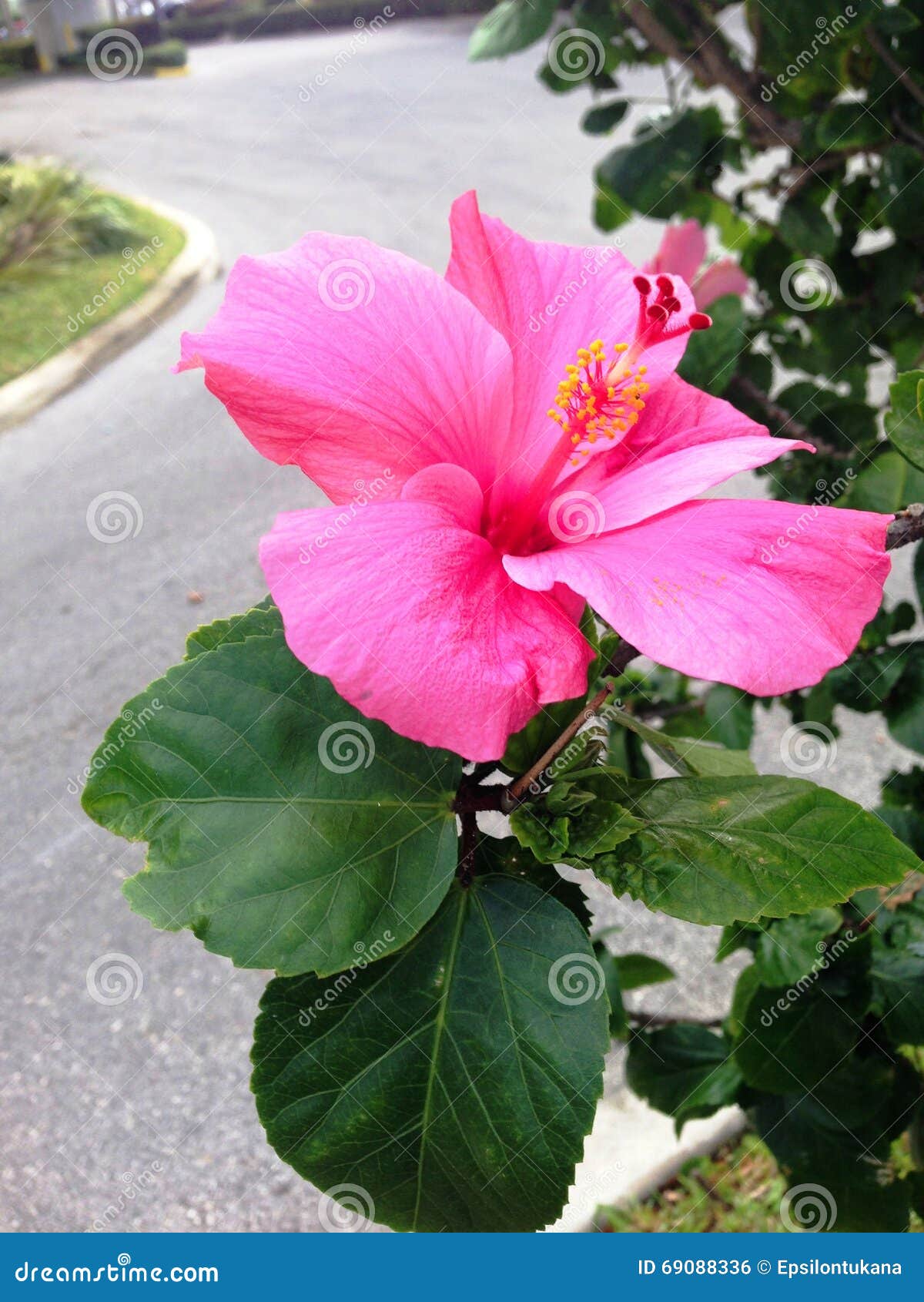 Pink hibiscus stock photo. Image of florida, summer, hibiscus - 69088336