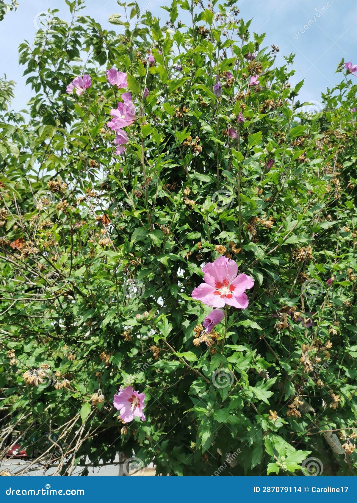Pink Hibiscus Tree with Flowers Stock Photo - Image of pink, tree ...