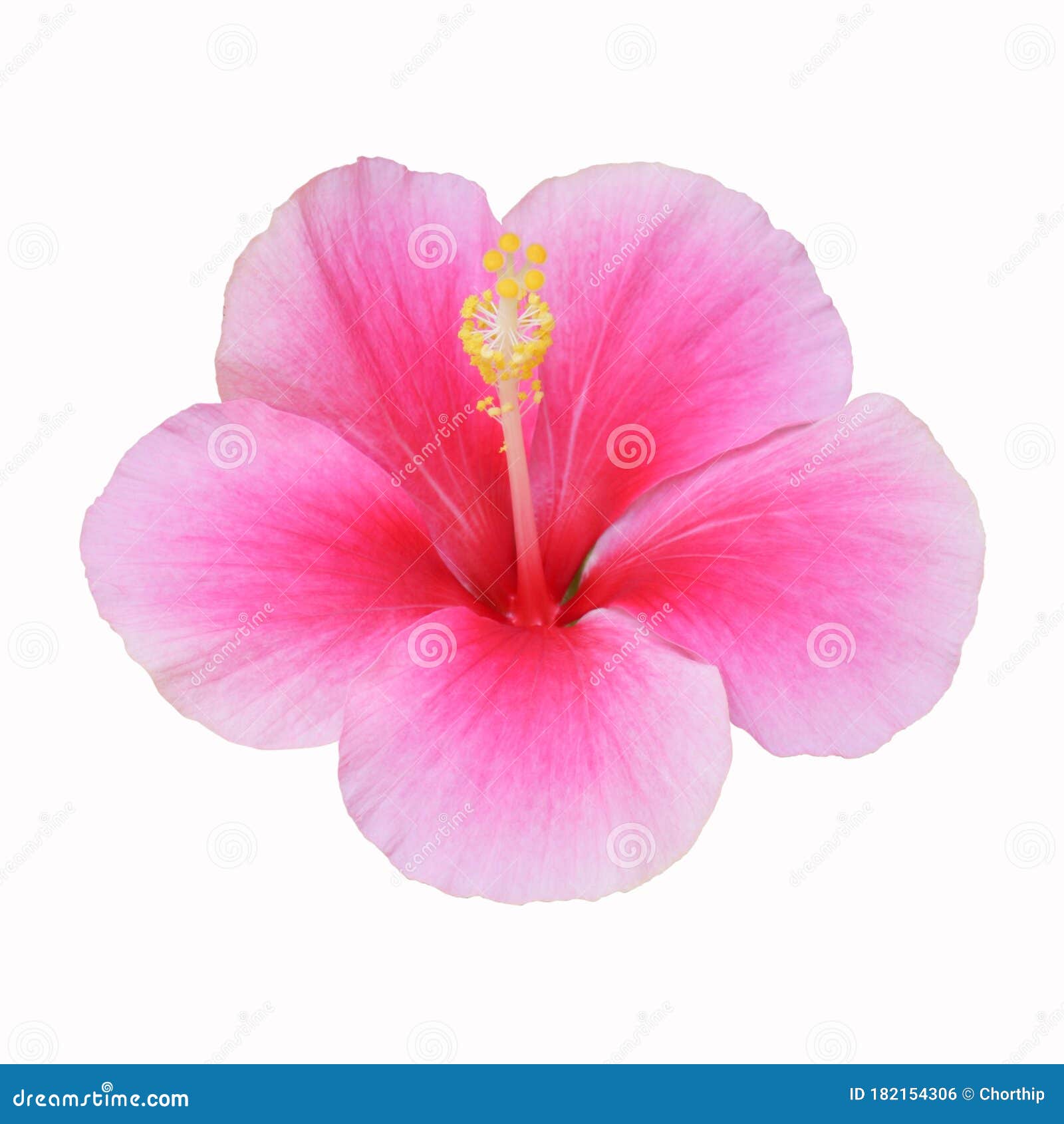 Pink Hibiscus on White Background with Path Stock Photo - Image of ...