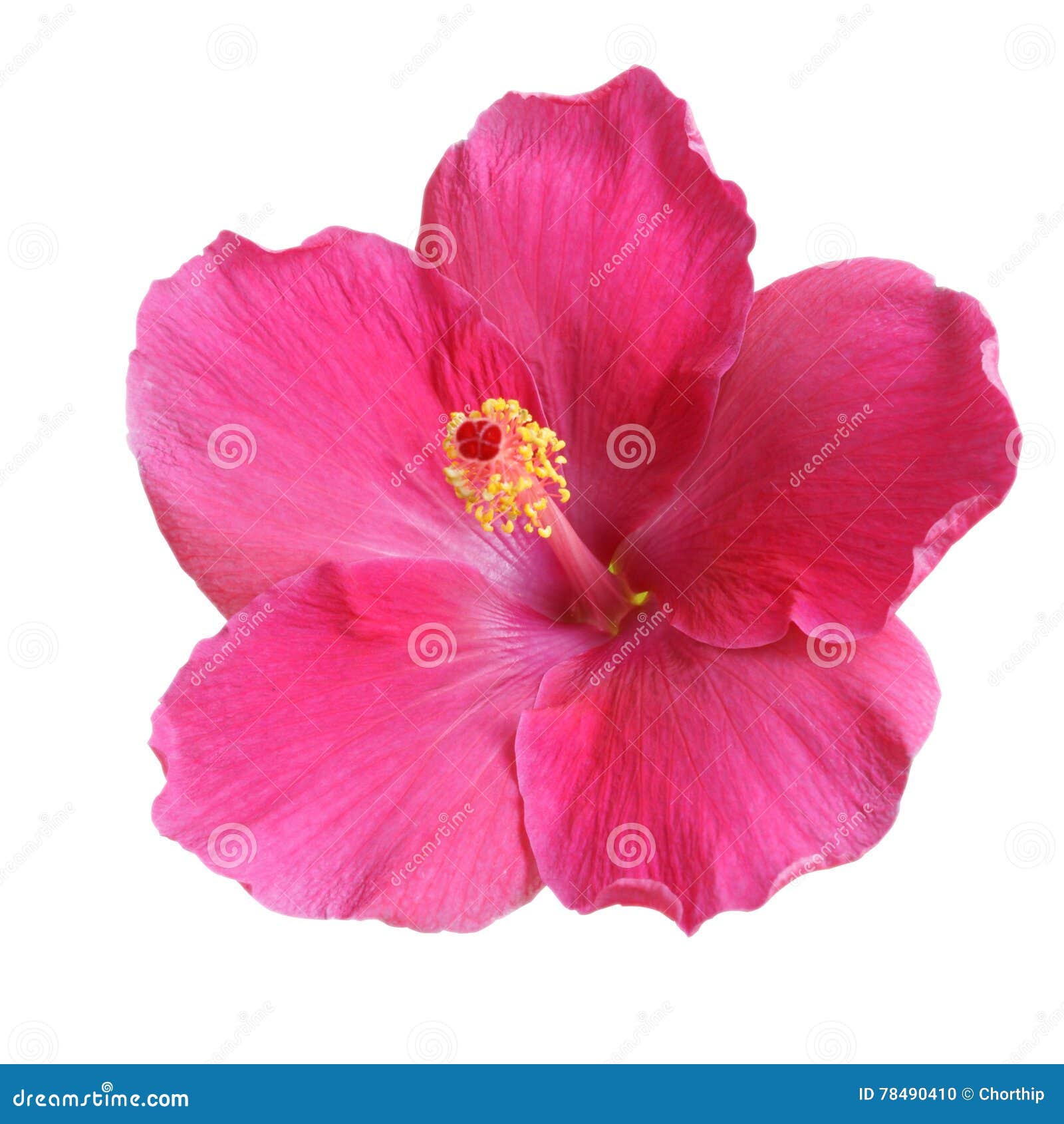 Pink Hibiscus on White Background Stock Photo - Image of clipping, pink ...