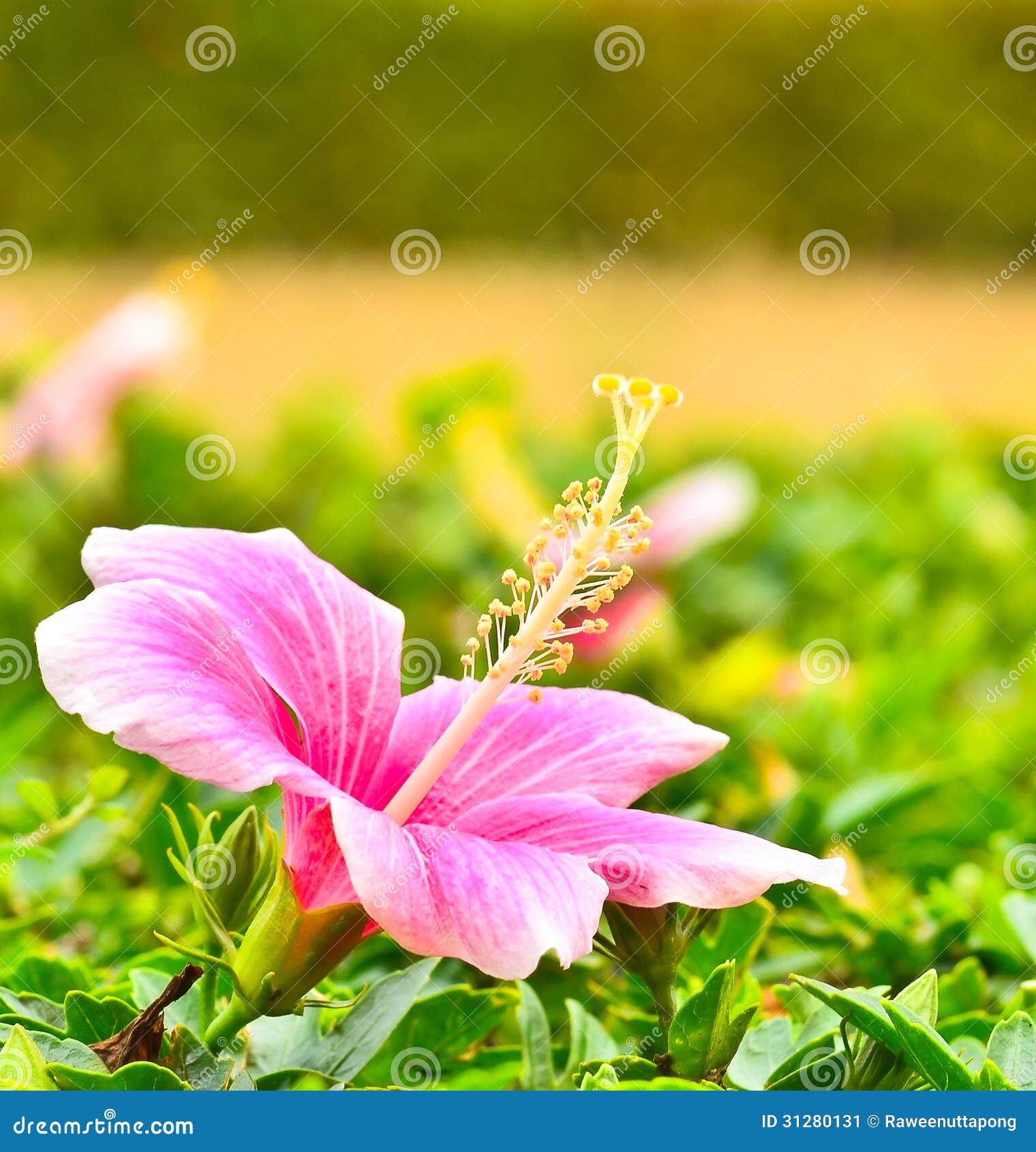 Pink hibiscus stock image. Image of soft, beauty, petal - 31280131