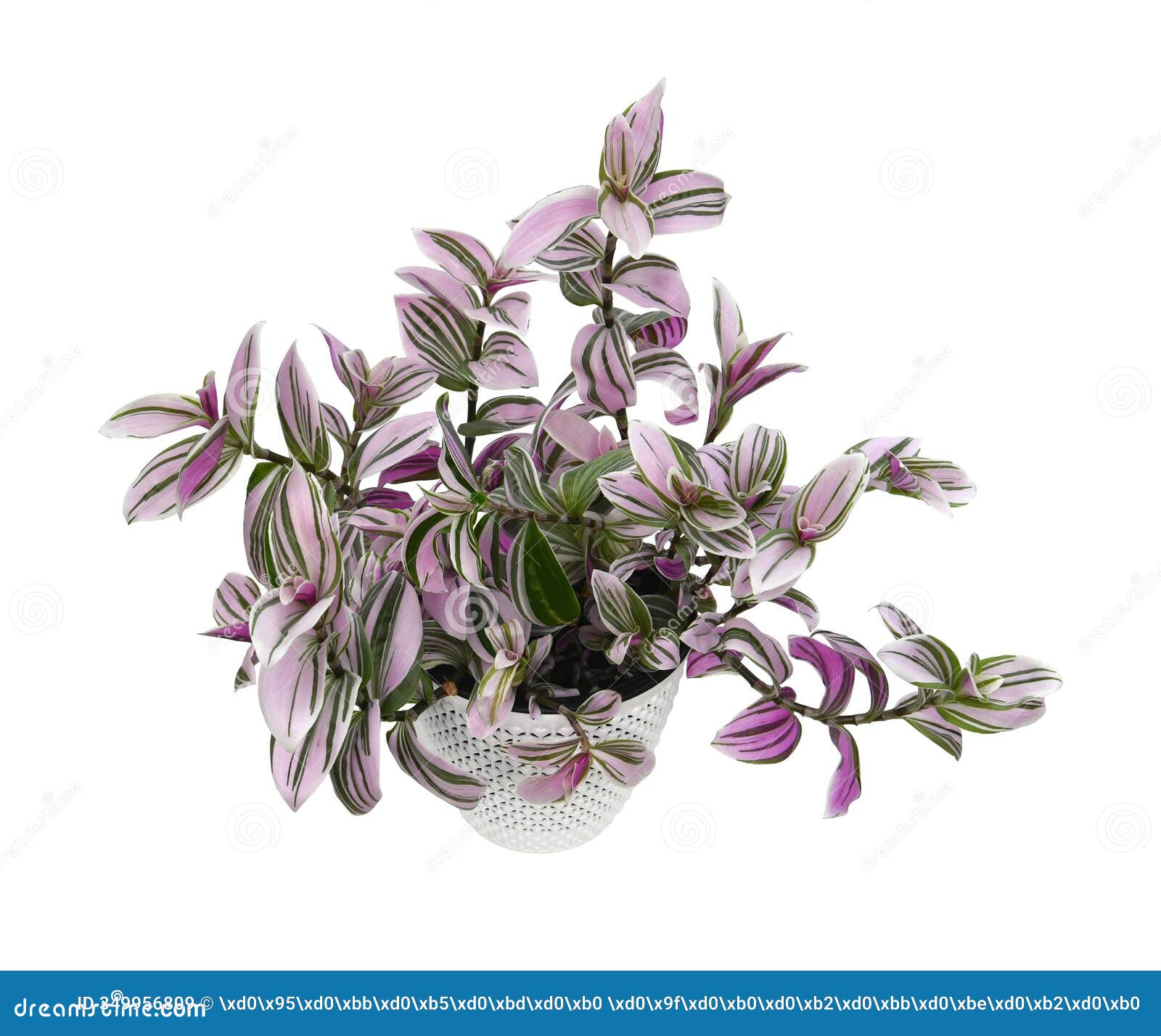 Tradescantia Cartoons, Illustrations & Vector Stock Images - 520 ...