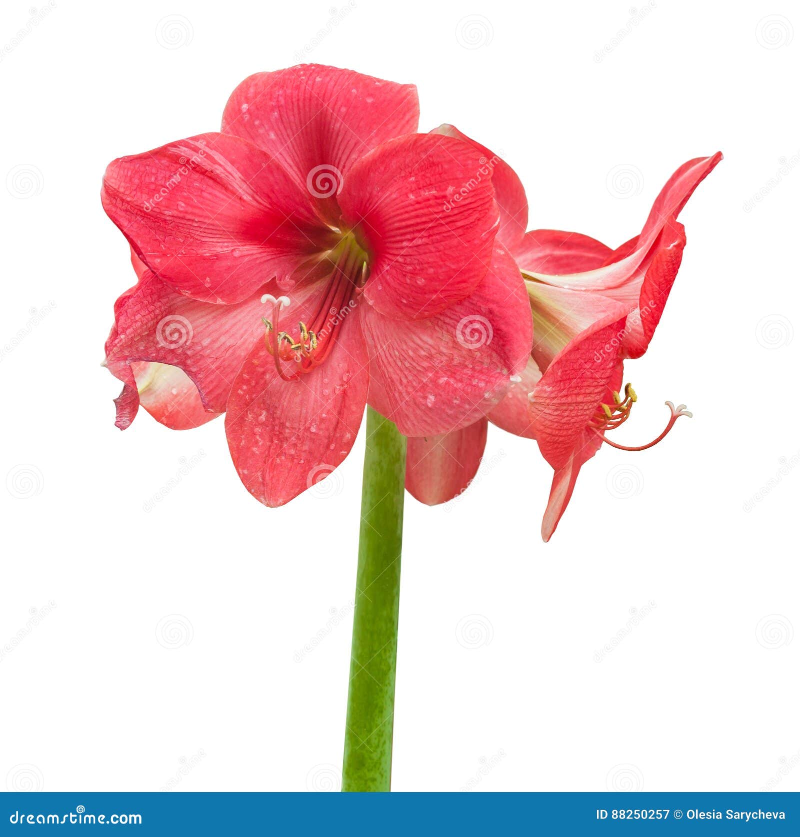 Pink Hippeastrum on a White Background Stock Image - Image of lily ...