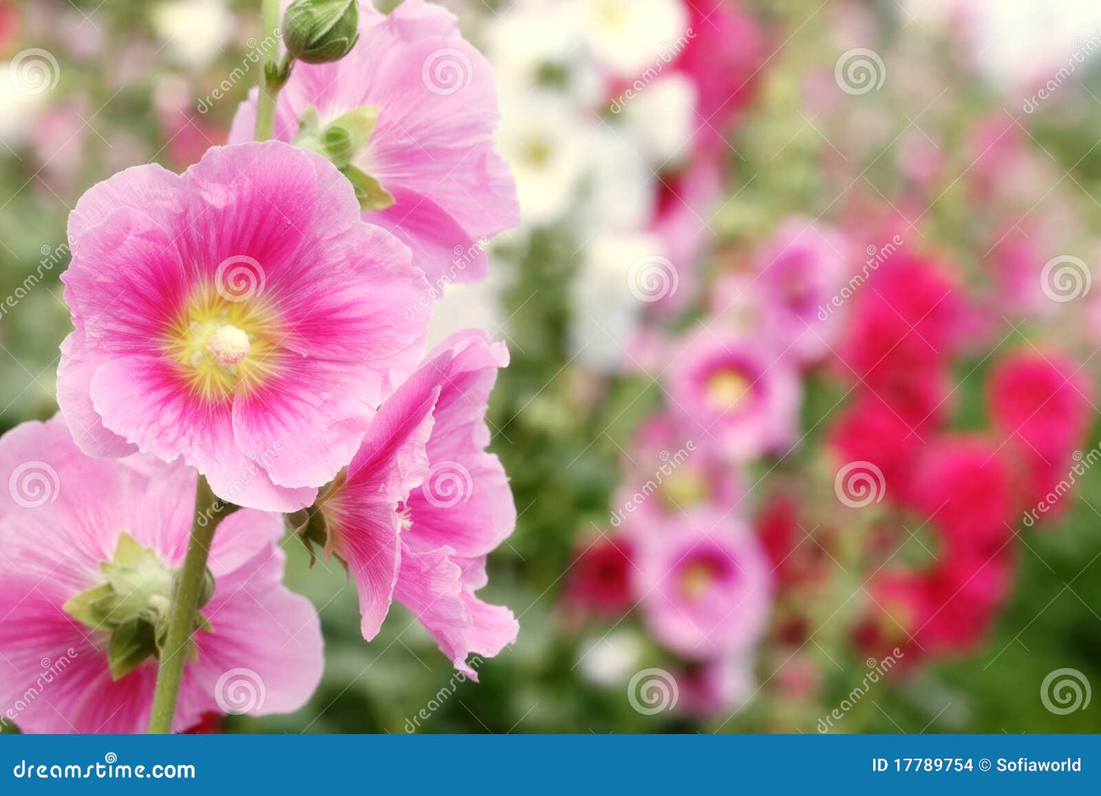 Pink hollyhock stock photo. Image of stem, plant, botanic - 17789754