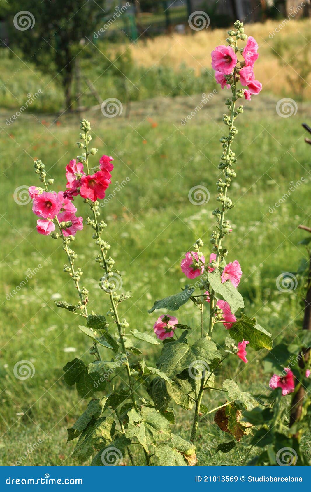 Pink hollyhock stock image. Image of althaea, garden - 21013569