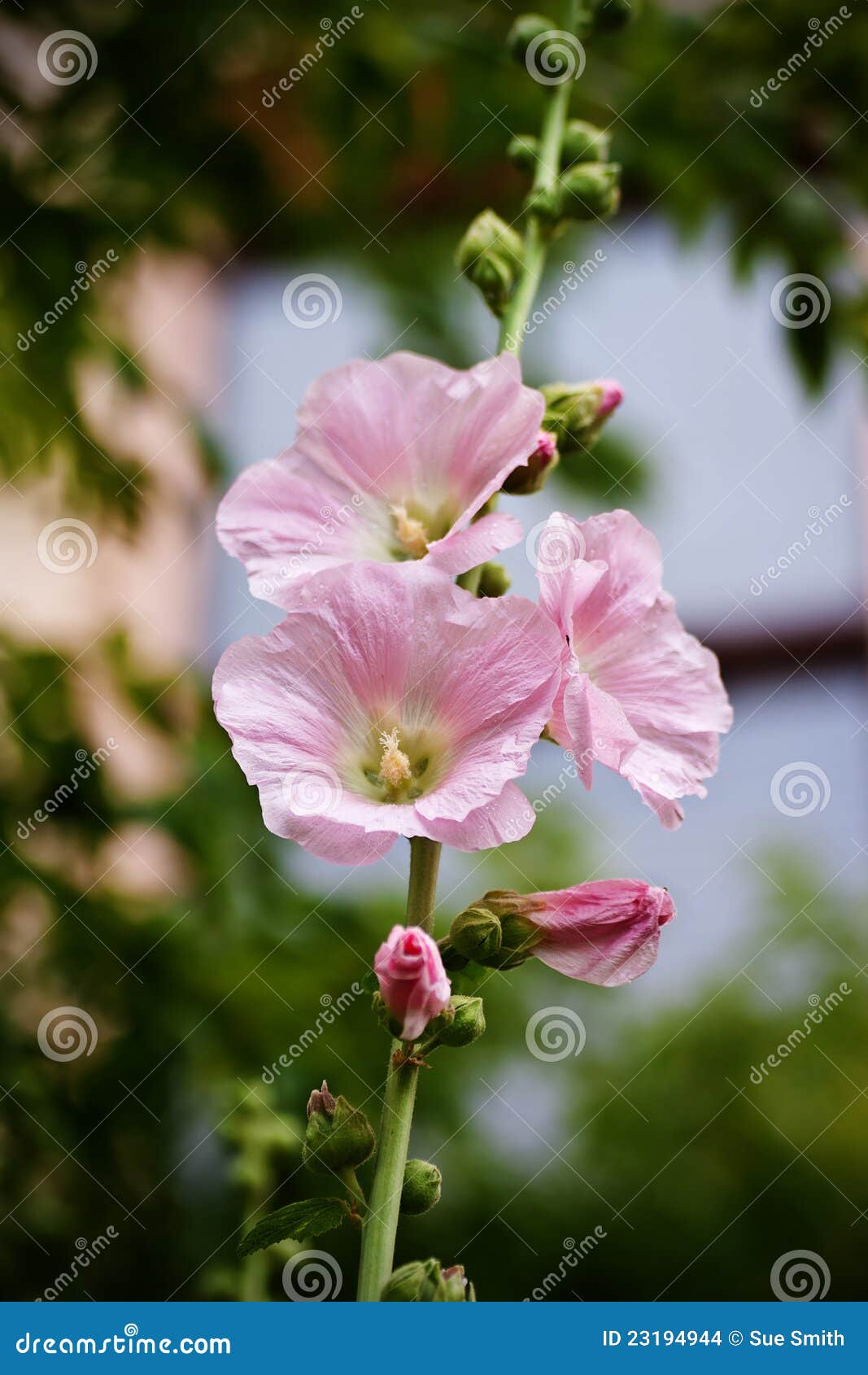 Pink Hollyhock stock photo. Image of family, hollyhock - 23194944