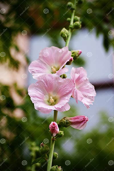 Pink Hollyhock stock photo. Image of family, hollyhock - 23194944