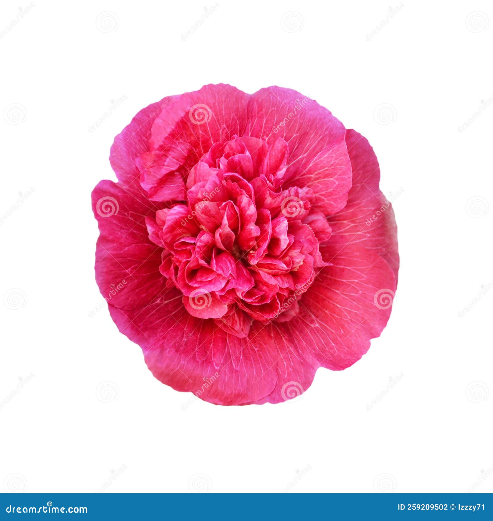 Pink Hollyhock Double Flower Isolated on White Stock Photo - Image of ...