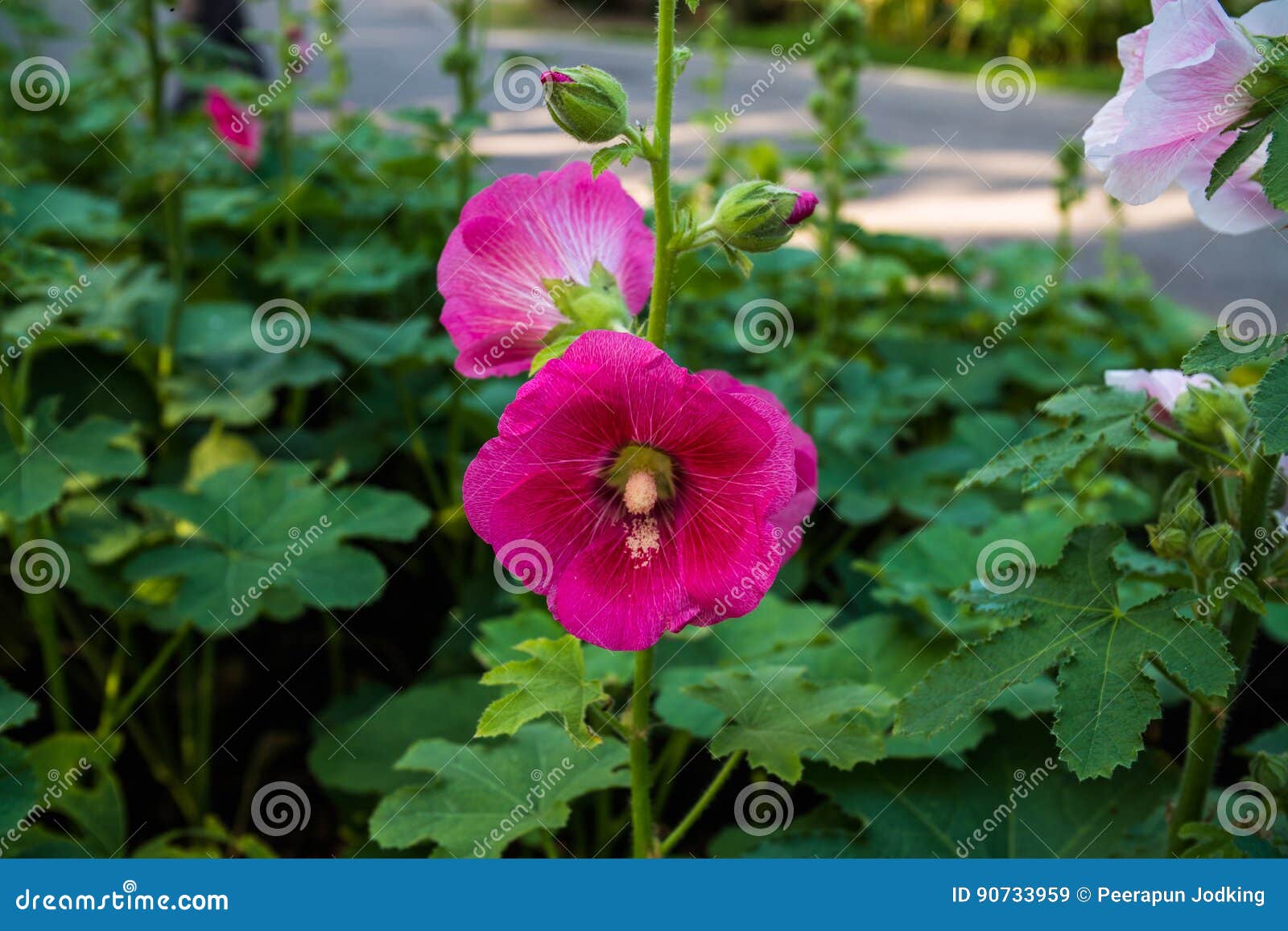 Pink Hollyhocks in the Green Field Stock Image - Image of flower ...