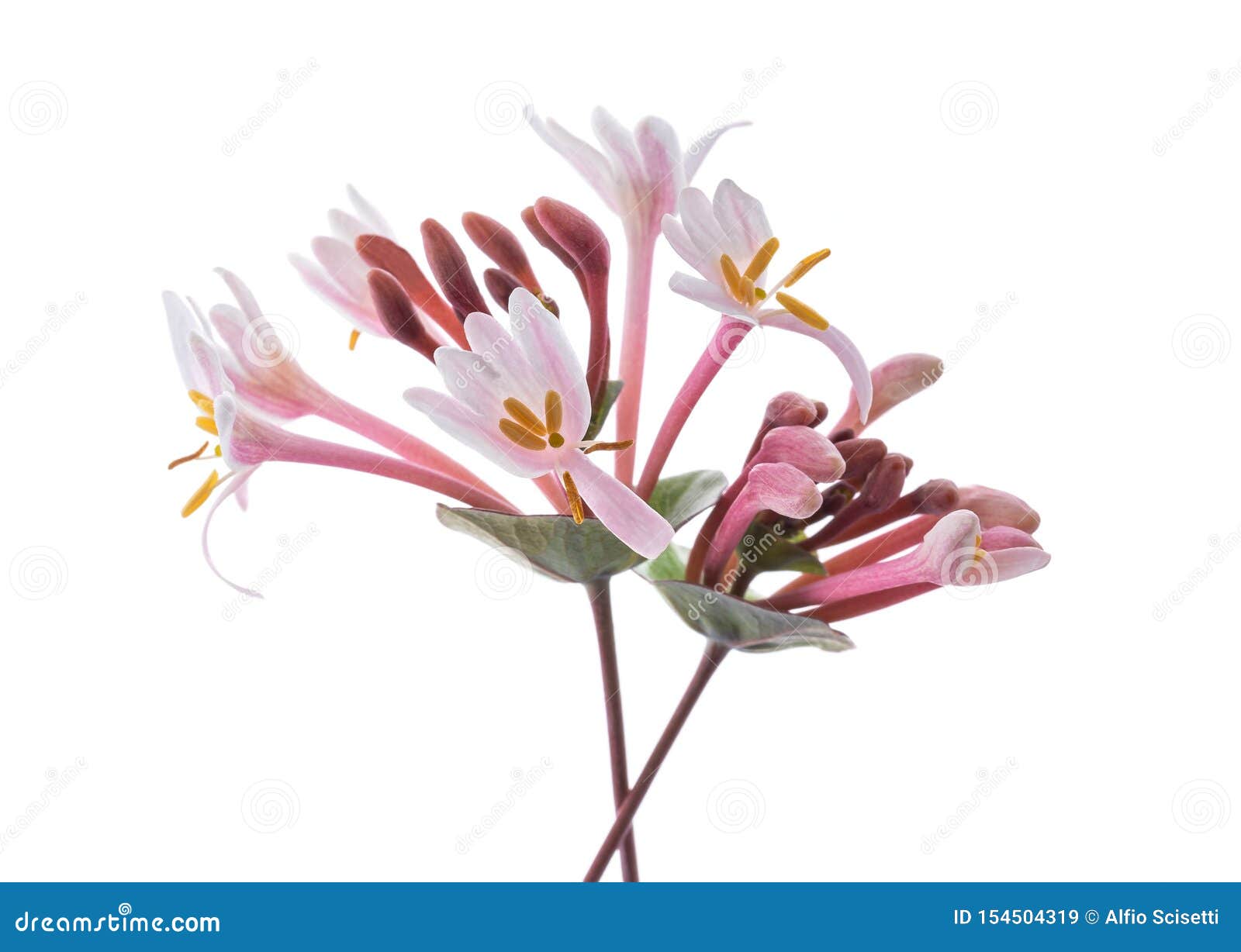 Pink honeysuckle flowers stock image. Image of background - 154504319