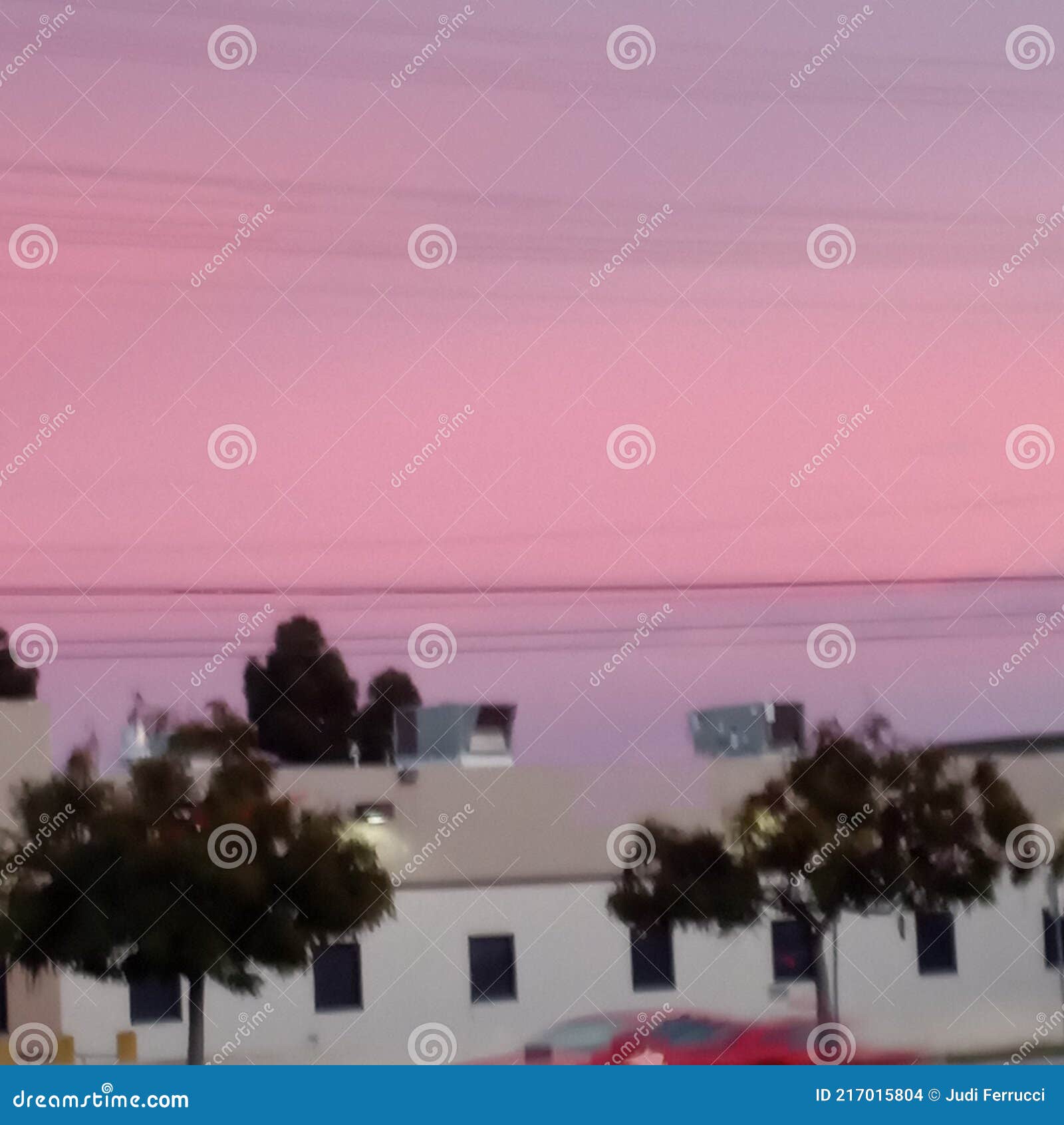 Pink horizons stock photo. Image of tree, sunset, morning - 217015804