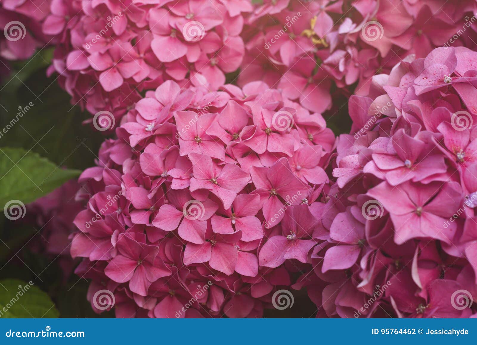 Pink hortensia stock photo. Image of indonesia, hydrangea - 95764462