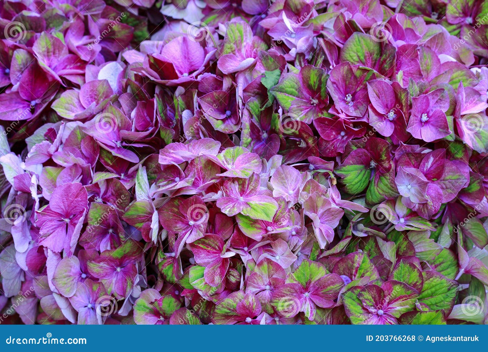 Hydrangea. Background And Cover For Text. Color Of The Year 2022 From ...