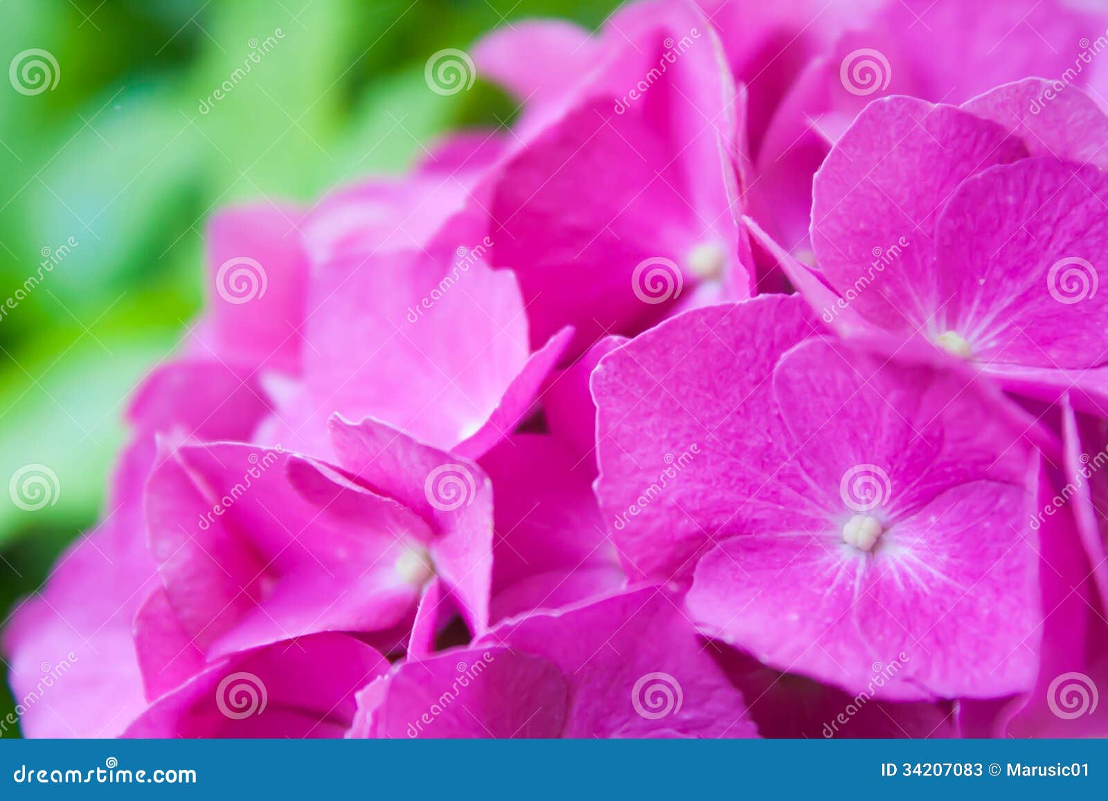 Pink Hortensia stock image. Image of floral, botany, hydrangea - 34207083