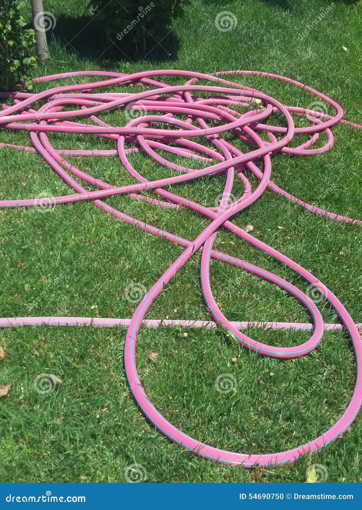 Pink Hose stock photo. Image of lawn, garden, plant, hose - 54690750