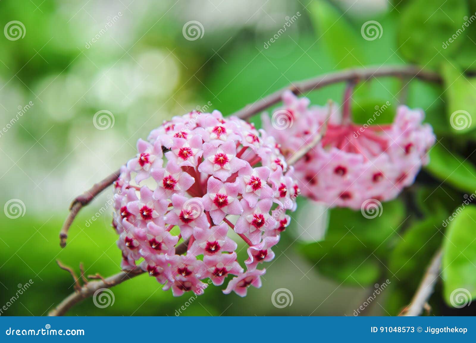 Pink hoya flower stock image. Image of closeup, basket - 91048573