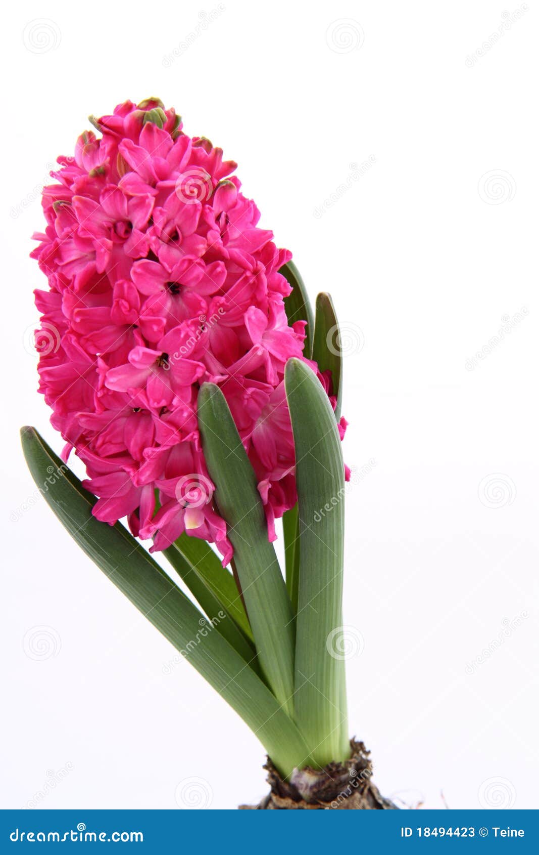 Pink Hyacinth stock image. Image of blooming, freshness - 18494423