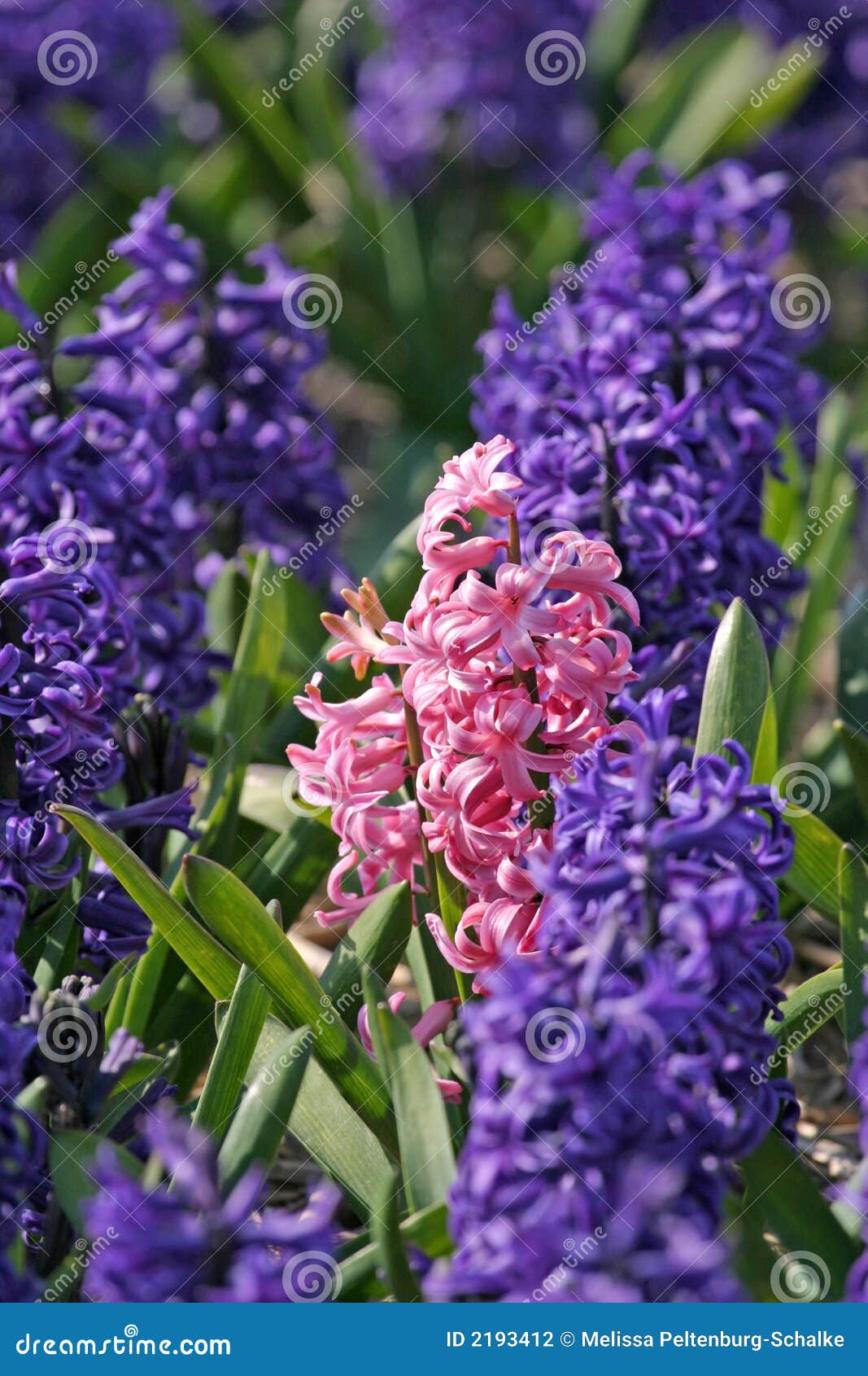 Pink hyacinth stock photo. Image of flowers, season, color - 2193412