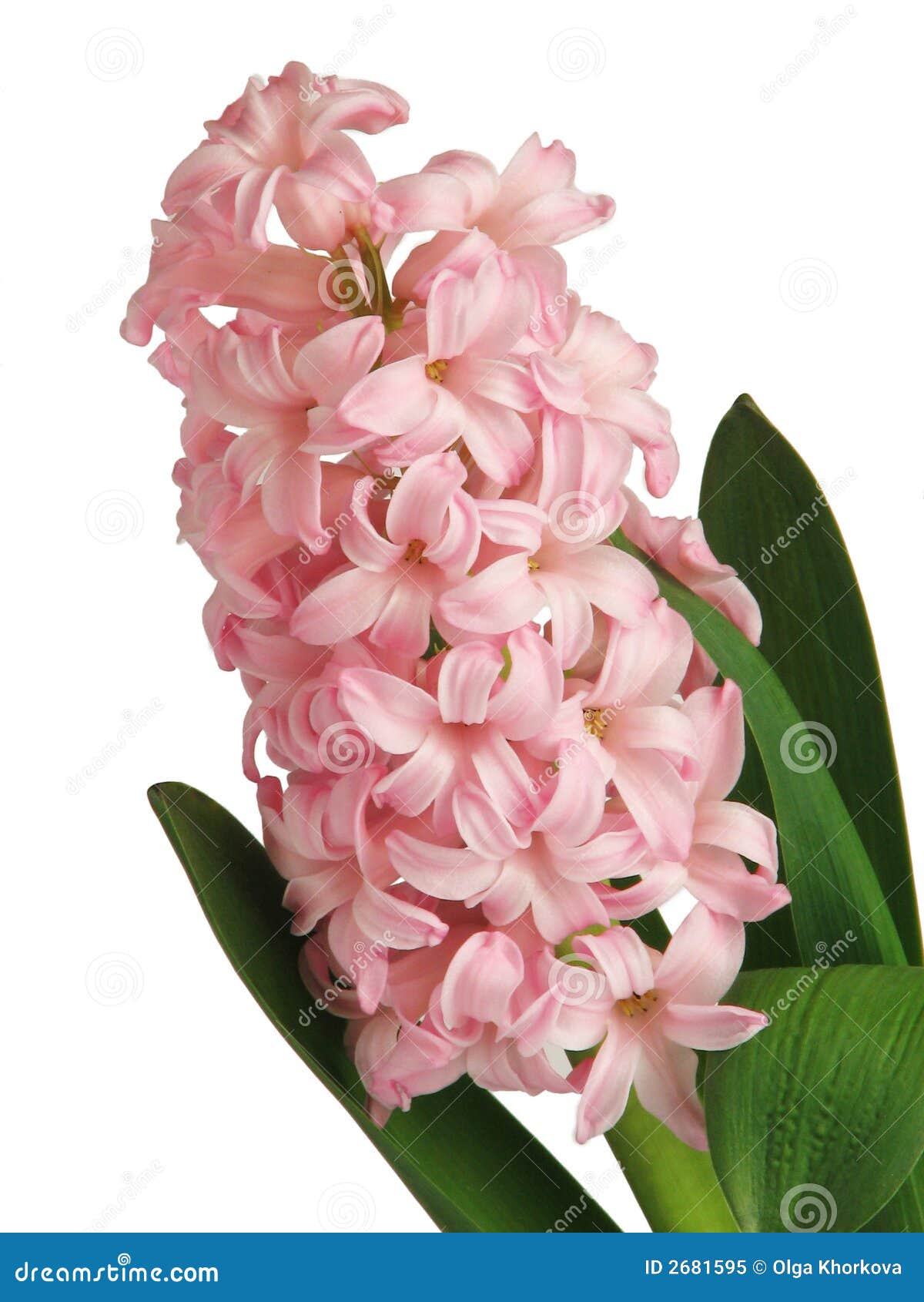 Pink hyacinth stock image. Image of stalk, fragrance, spring - 2681595