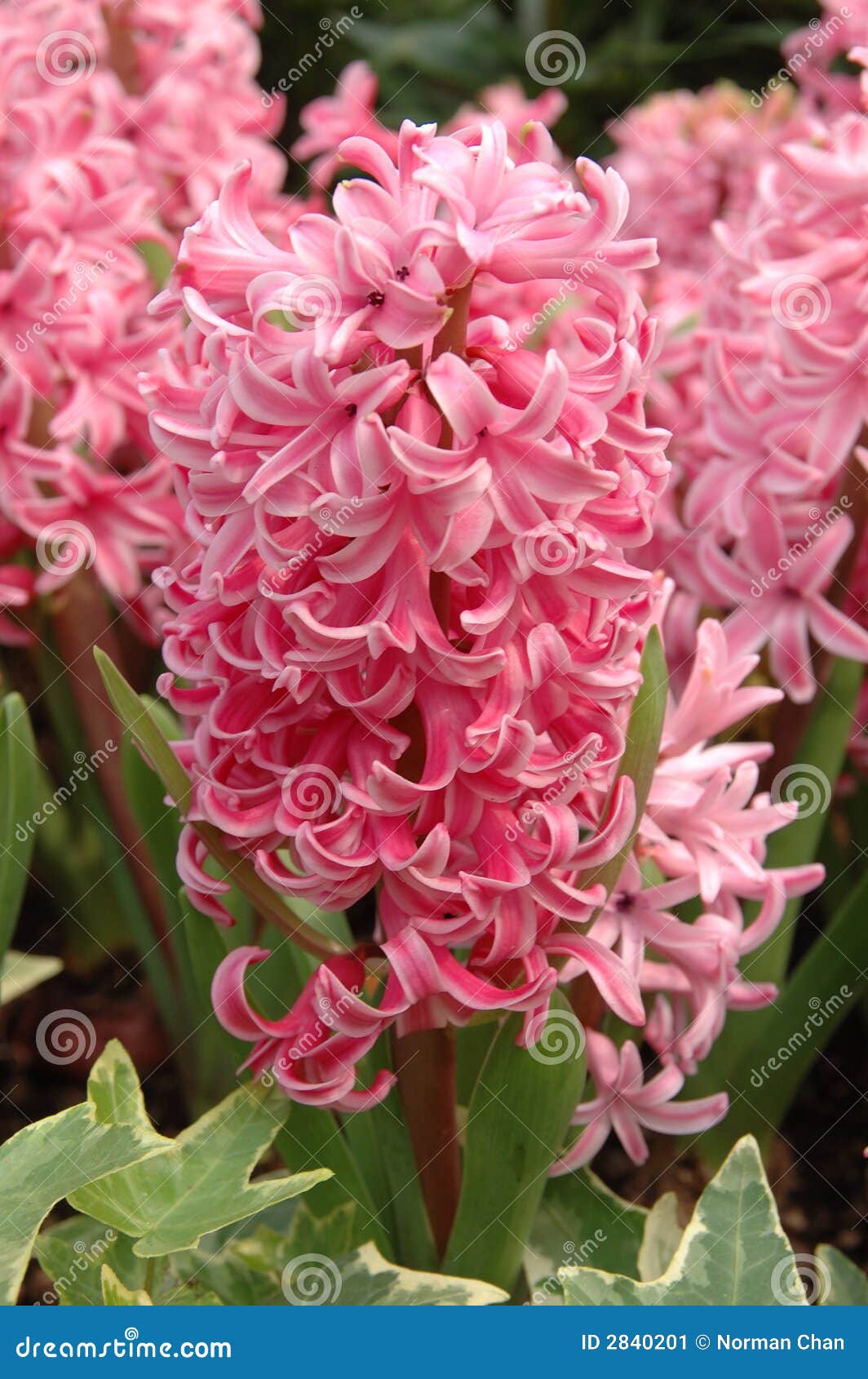 Pink hyacinth stock image. Image of grow, meadow, petal - 2840201