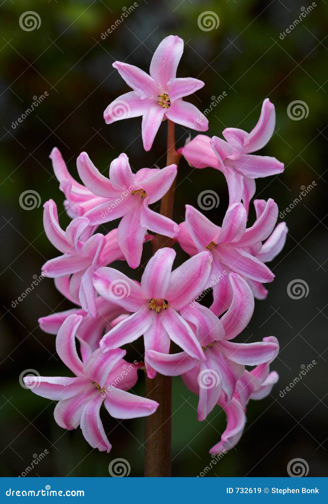 Pink Hyacinth stock image. Image of blooming, gardens, florist - 732619