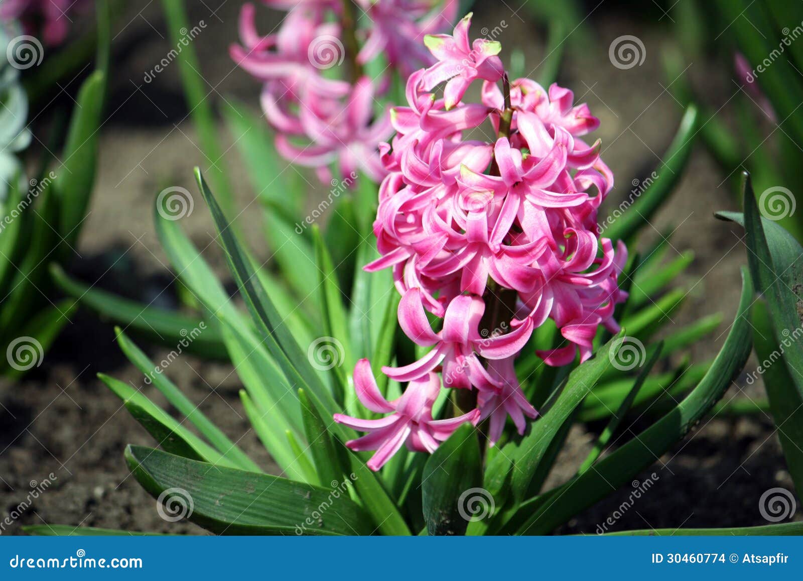 Pink hyacinth stock photo. Image of nature, sunny, hyacinth - 30460774