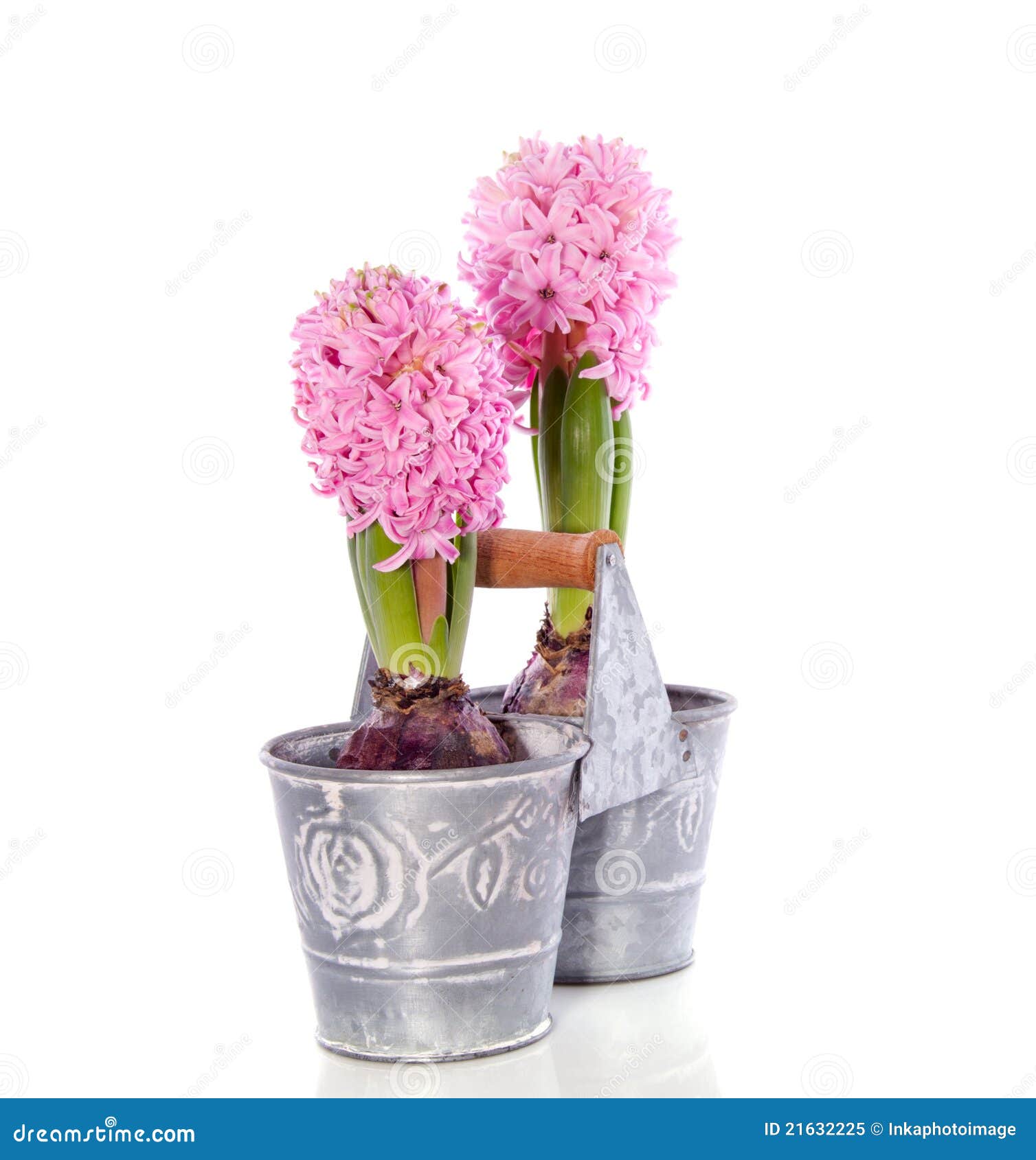 Pink Hyacinth bulb flowers stock image. Image of freshness - 21632225