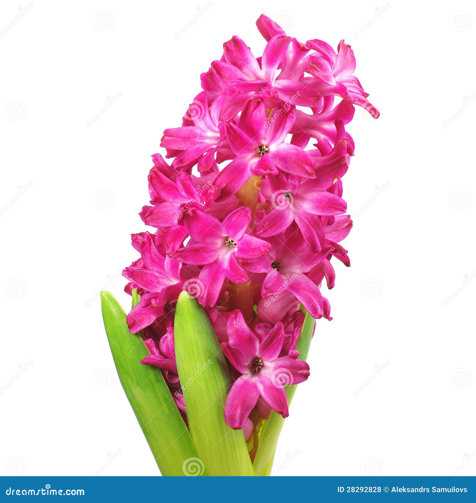 Pink hyacinth closeup stock photo. Image of gardening - 28292828