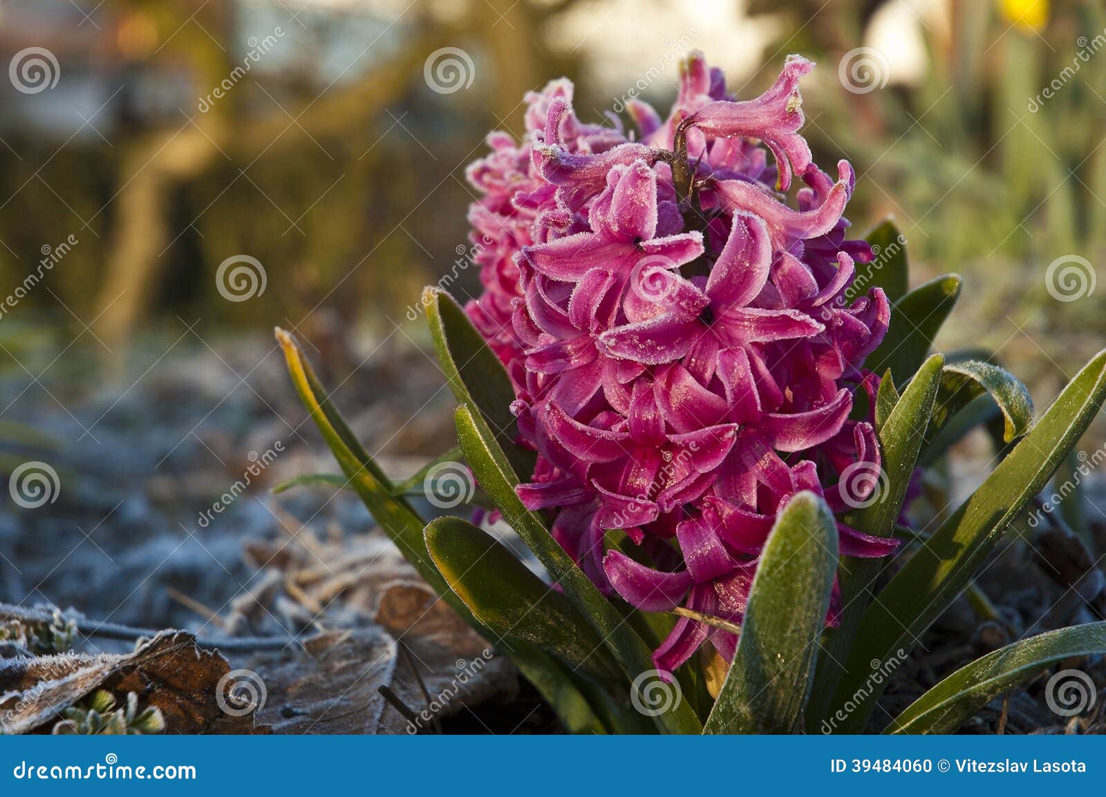 Pink Hyacinth stock photo. Image of bunch, hyacinth, flora - 39484060