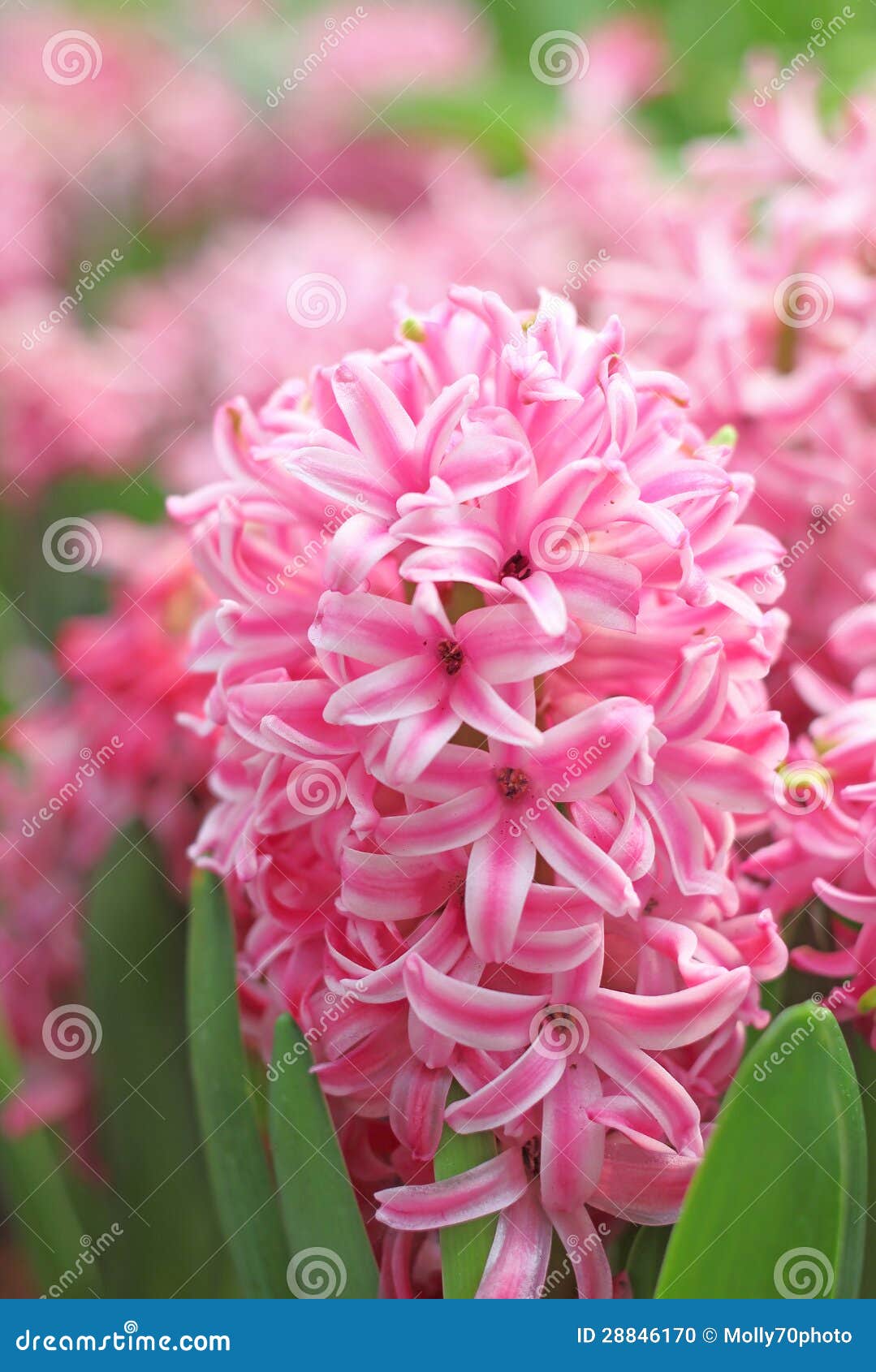 Pink hyacinth in a garden stock photo. Image of floral - 28846170