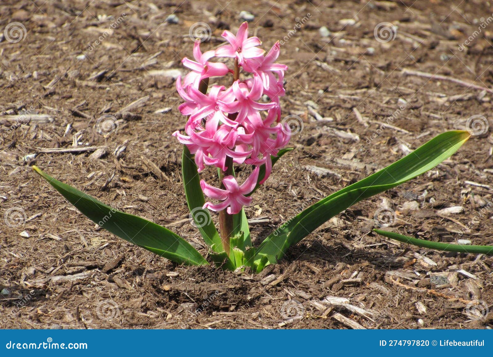 Pink hyacinth stock photo. Image of blooms, shrub, wildflower - 274797820