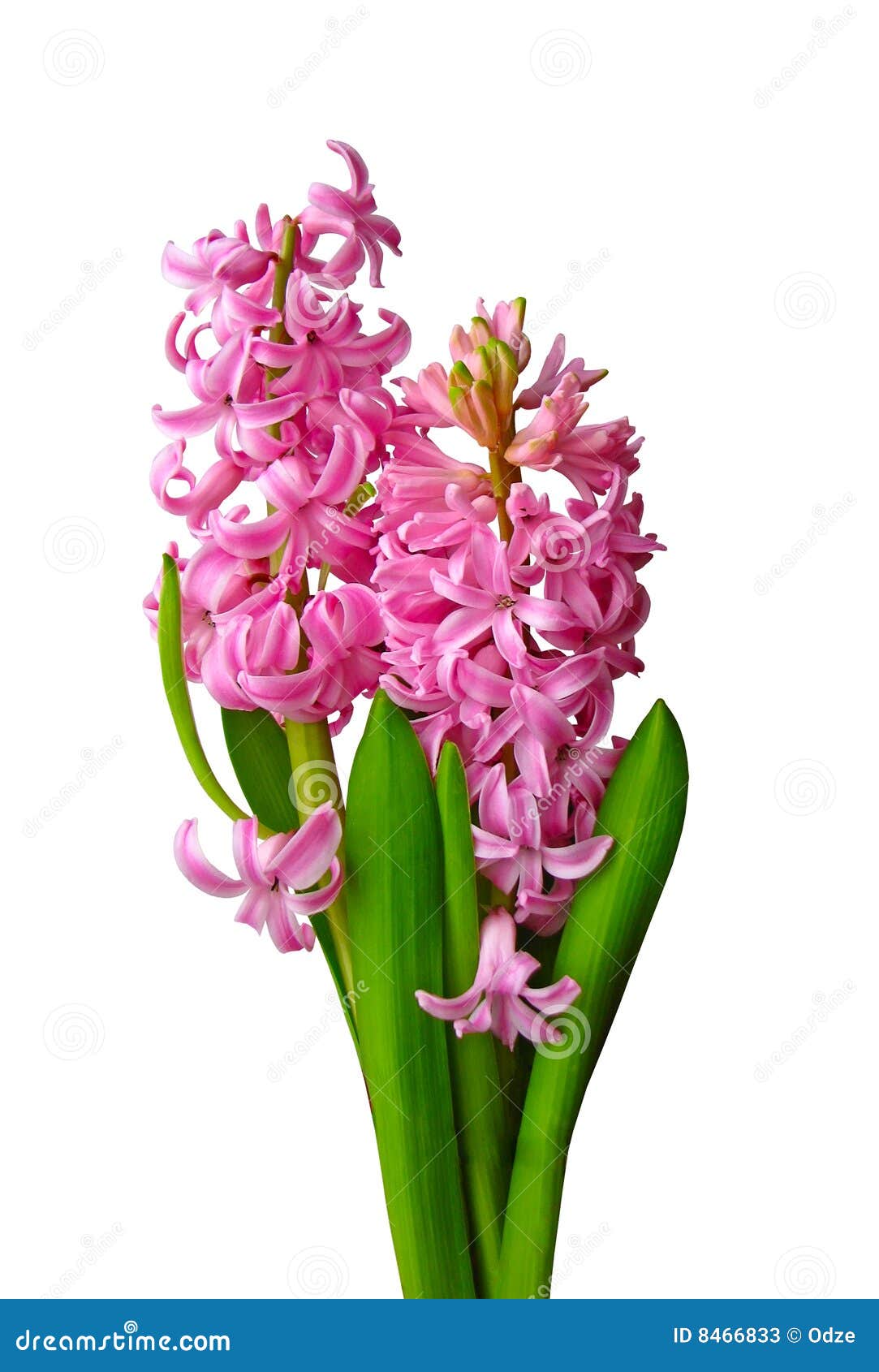 Pink hyacinths stock image. Image of beauty, macro, color - 8466833