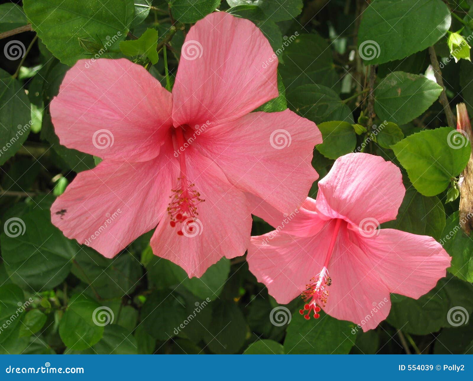 Pink hybiscus stock image. Image of floral, pink, natural - 554039