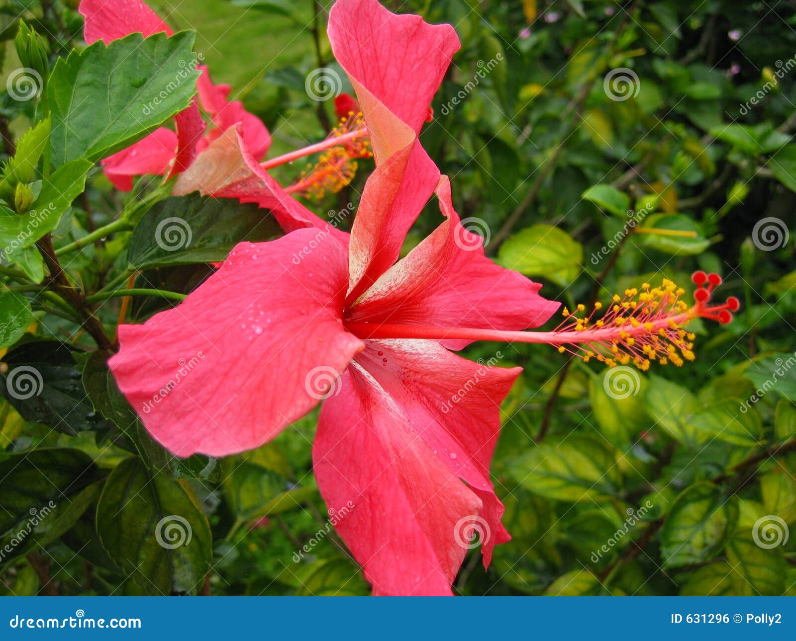Pink hybiscus stock photo. Image of flower, close, outdoor - 631296