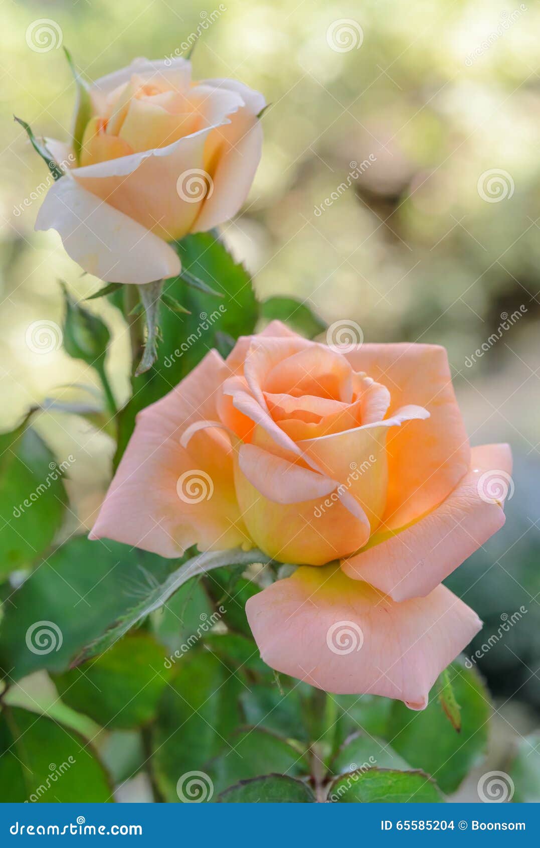 Pink hybrid rose stock photo. Image of floral, rose, flora - 65585204