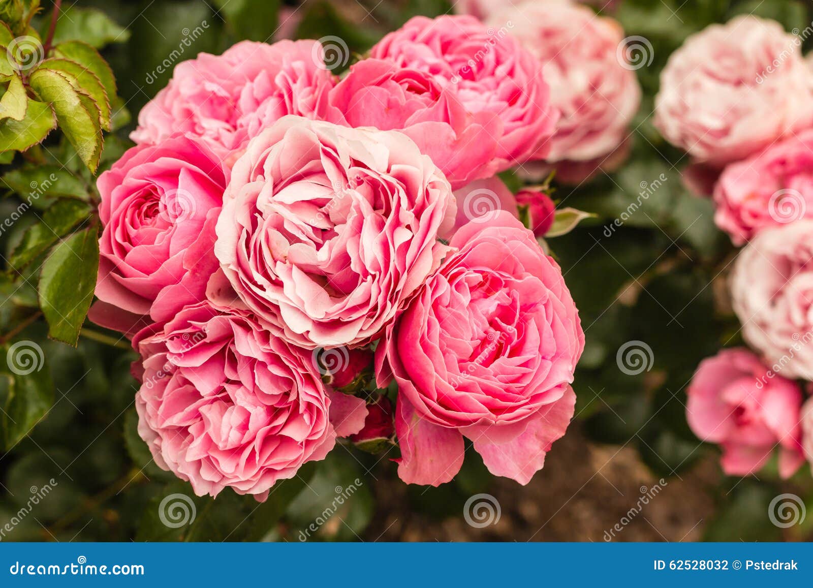 Hybrid Roses. Cluster Of Vivid Purple Pink Rose Buds. Natural Rose ...