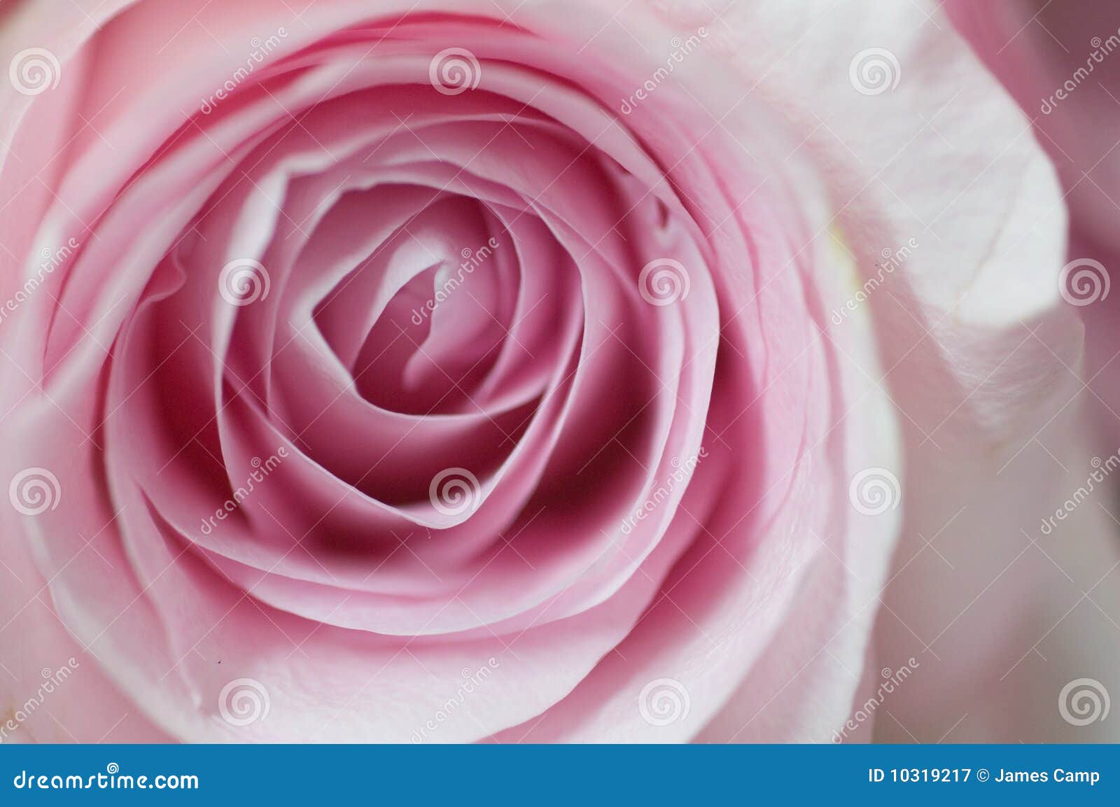 Pink hybrid tea rose stock image. Image of garden, soft - 10319217