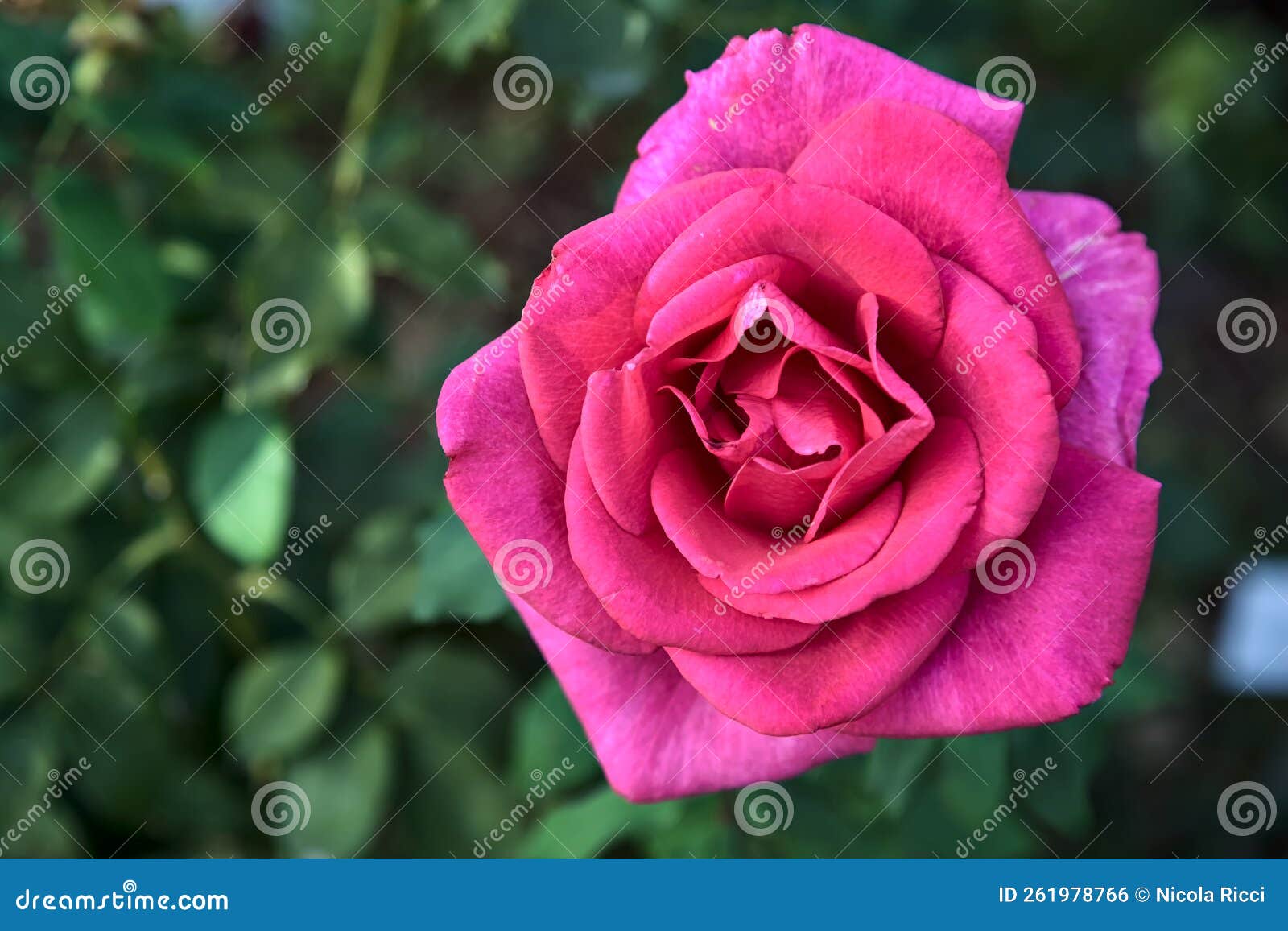 Pink Hybrid Tea Rose in Bloom Seen Up Close Stock Photo - Image of ...