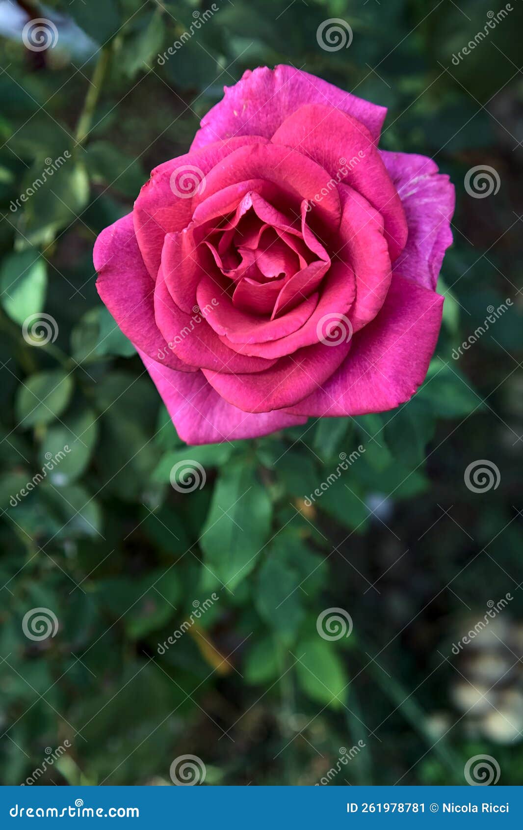 Pink Hybrid Tea Rose in Bloom Seen Up Close Stock Image - Image of ...