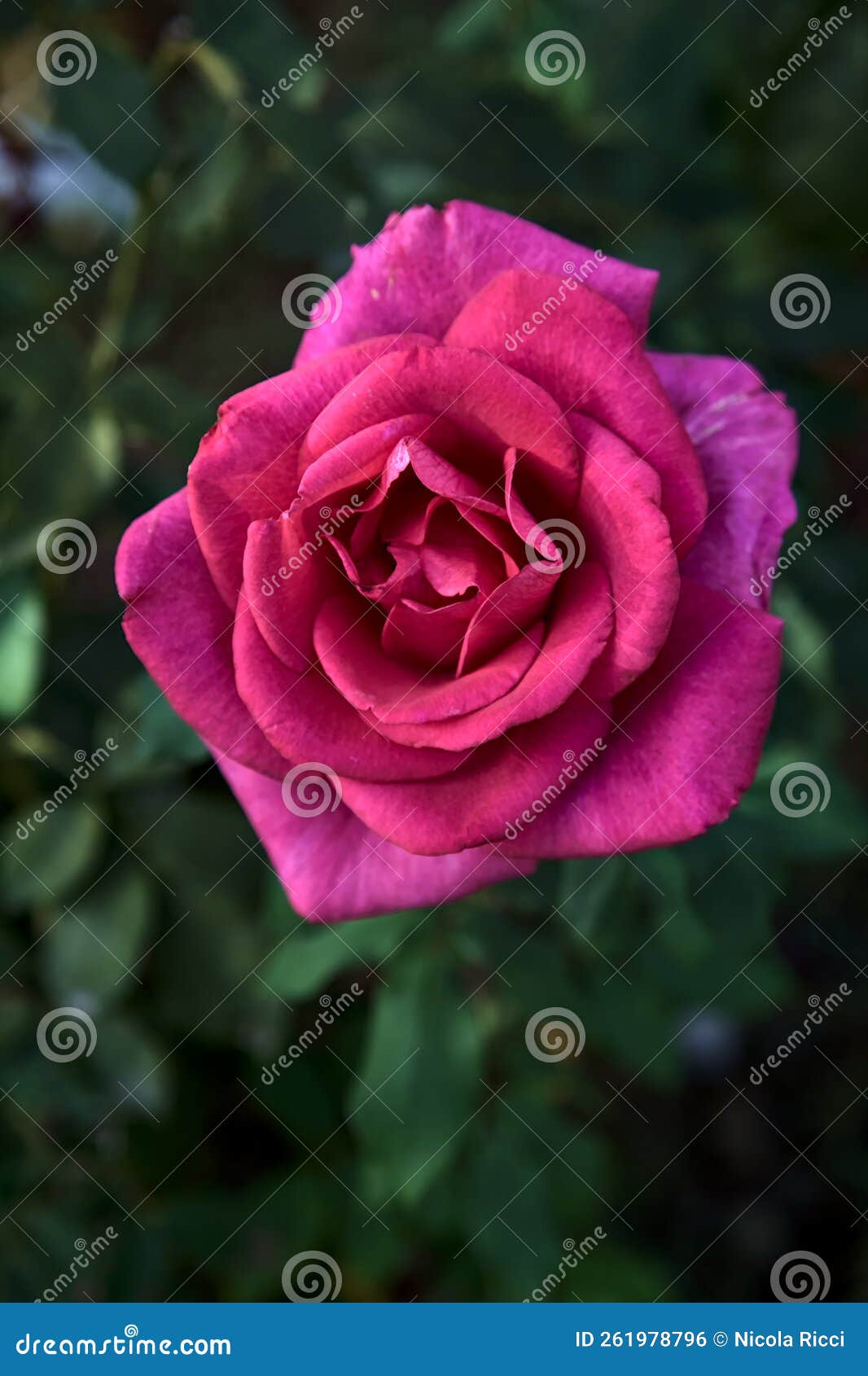 Pink Hybrid Tea Rose in Bloom Seen Up Close Stock Photo - Image of ...