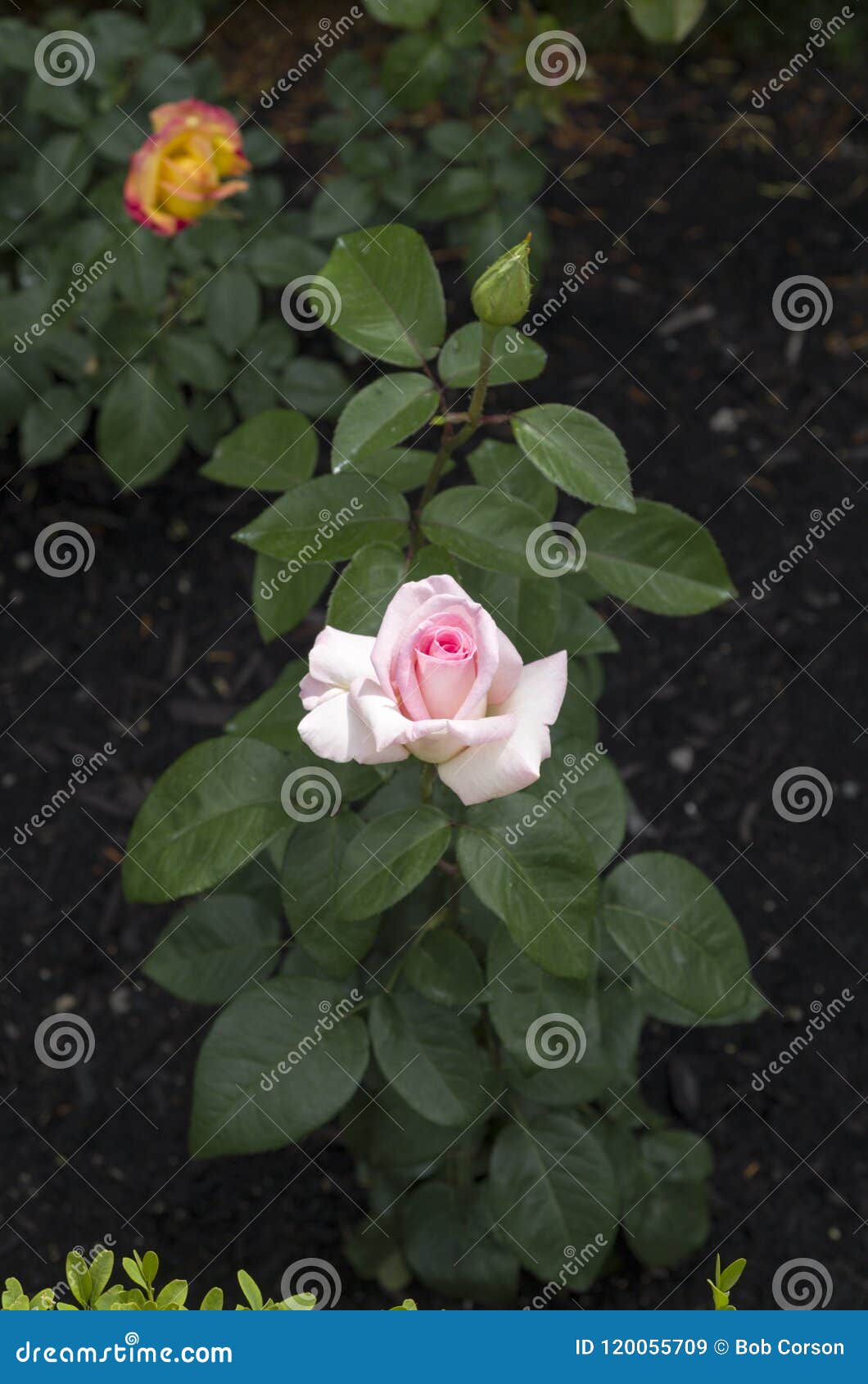Pink Rose Bush stock image. Image of british, horticulture - 120055709