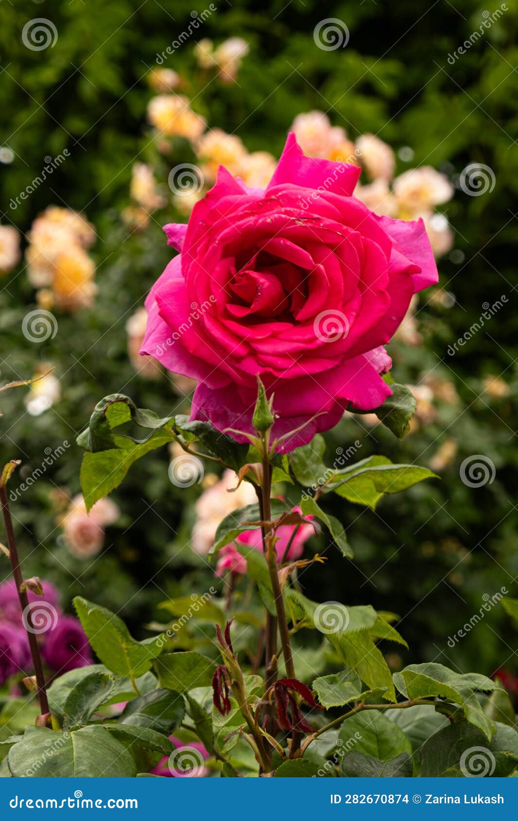 Pink Hybrid Tea Rose in the Garden Stock Photo - Image of roses, bright ...