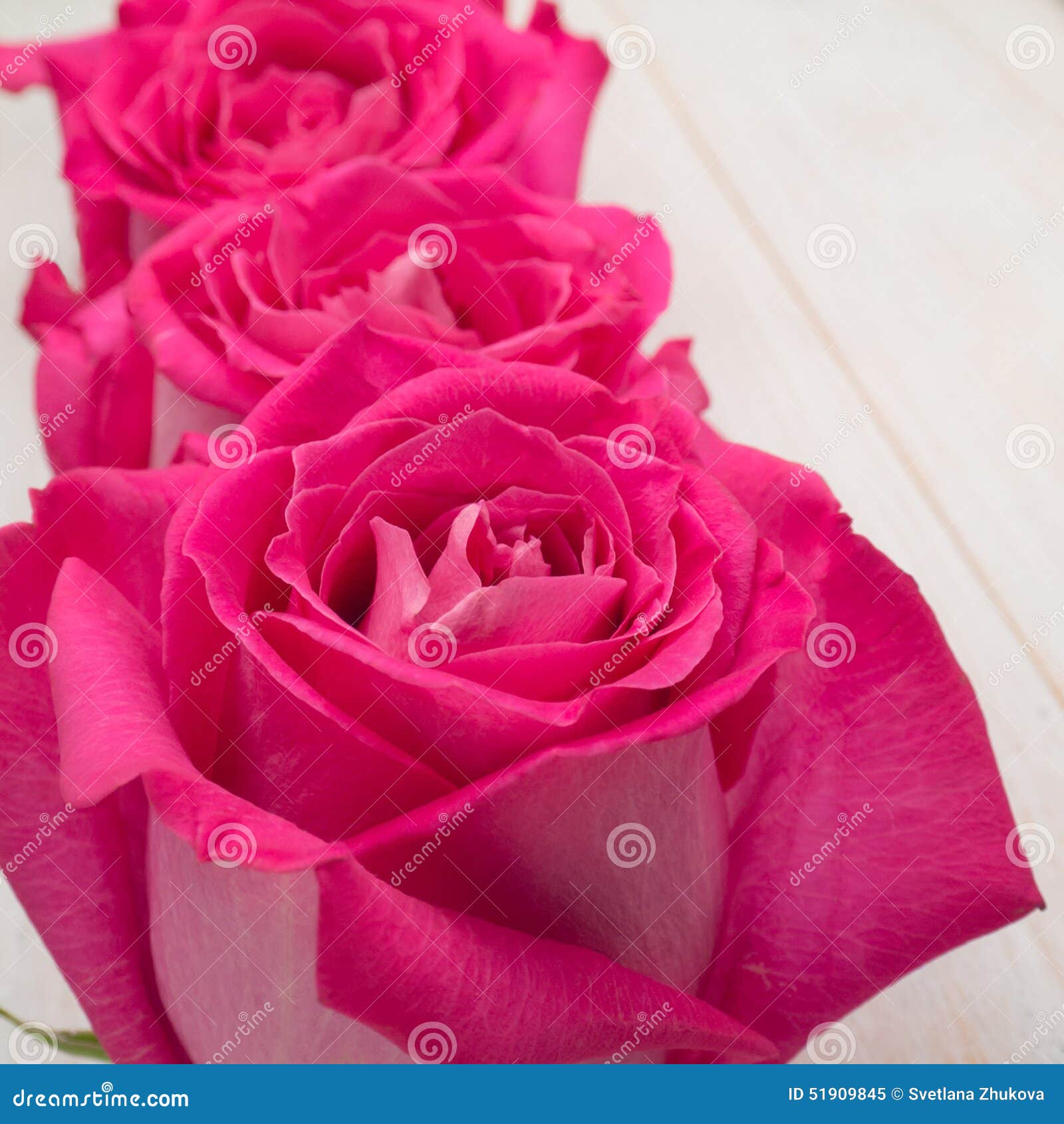 Pink hybrid tea roses stock image. Image of valentines - 51909845